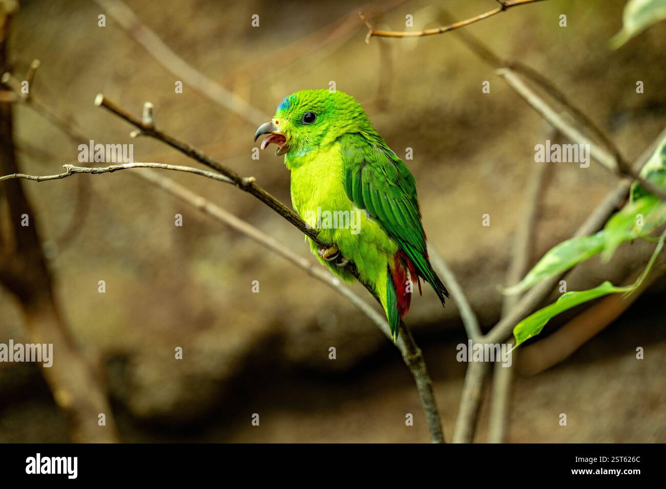 Blue-Crowned Hanging Parrot on Branch Stock Photo - Alamy