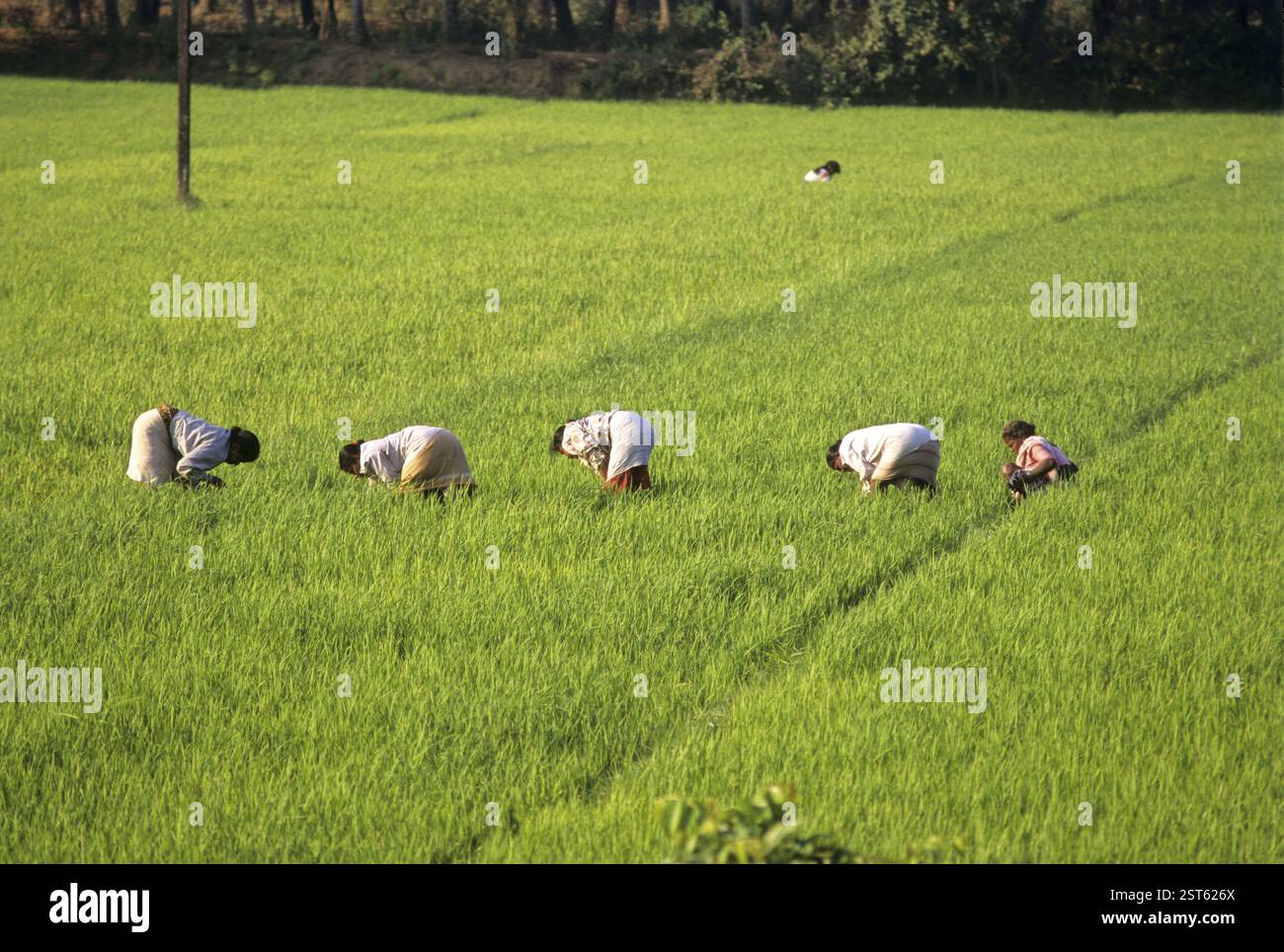 Women working in paddy field, goa, india Stock Photo - Alamy