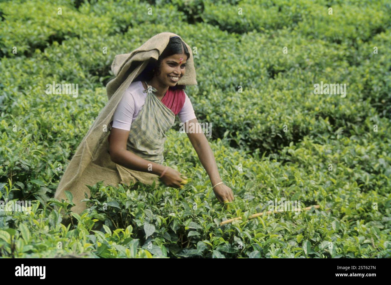 Women plucking tea leaves in tea garden hi-res stock photography and ...