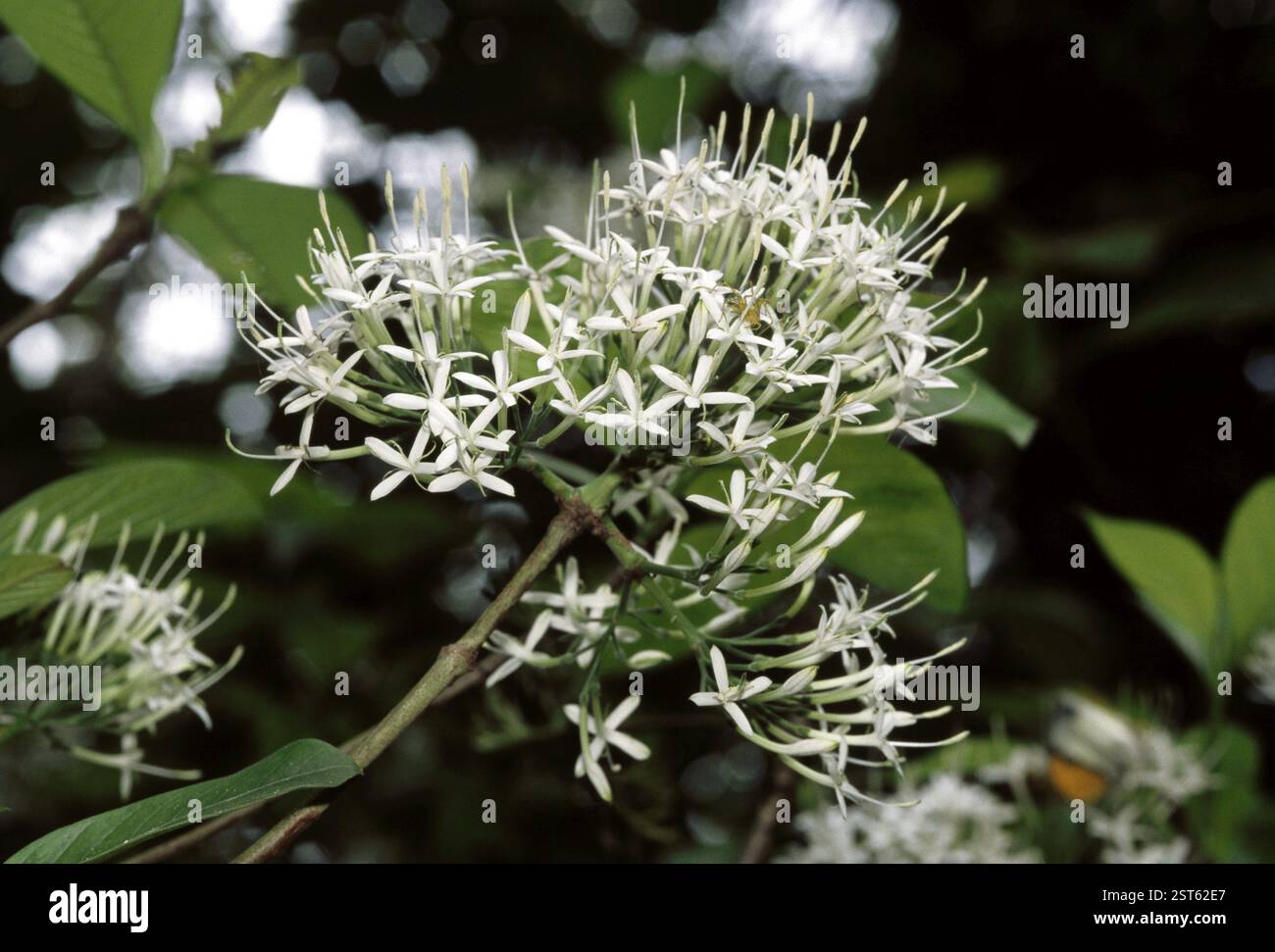 Pavetta flower hi-res stock photography and images - Alamy