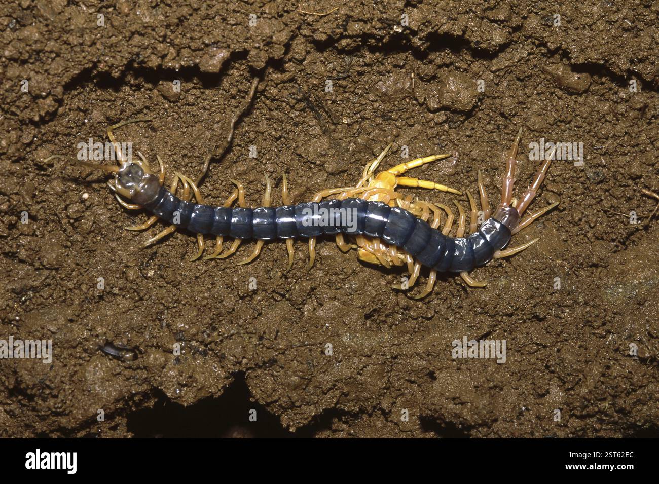 Insects, Centipede, Indian With molded skin, Western Ghat, india Stock ...