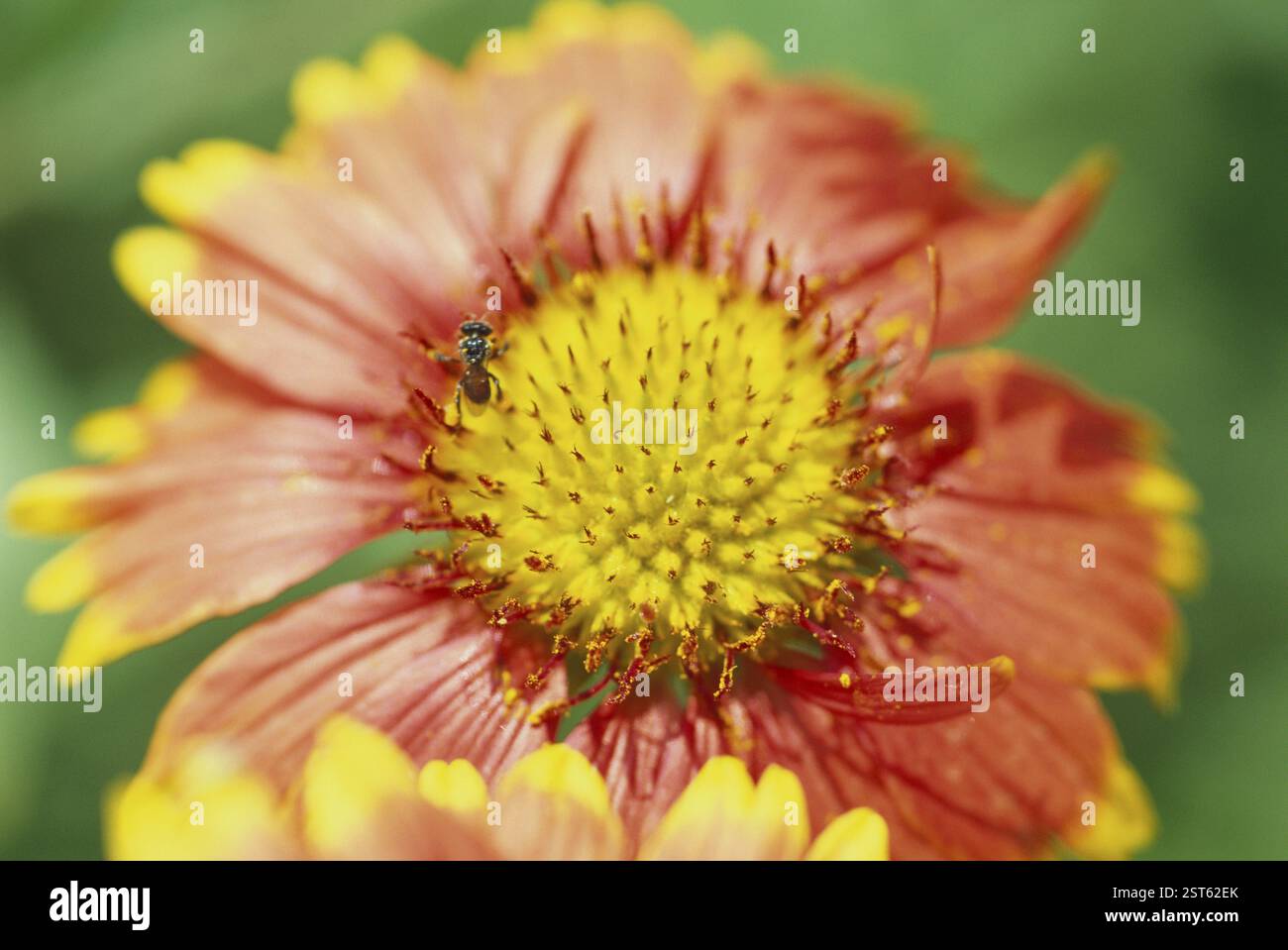 Honey Bee on Gaillardia flower Wirral flame, india Stock Photo - Alamy