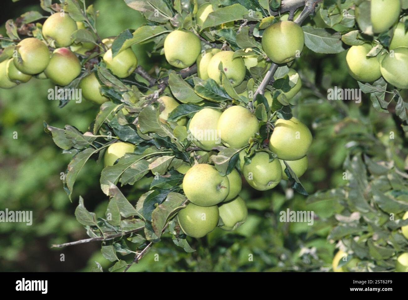 Fruits, food, orchards, unripe green apples growing on branch in field ...