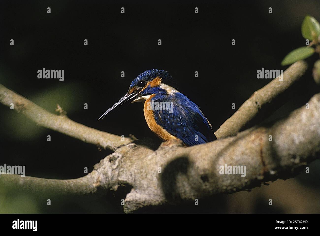 Birds, Small Blue Kingfisher (Alcedo Atthis), Bangalore, India, Asia ...