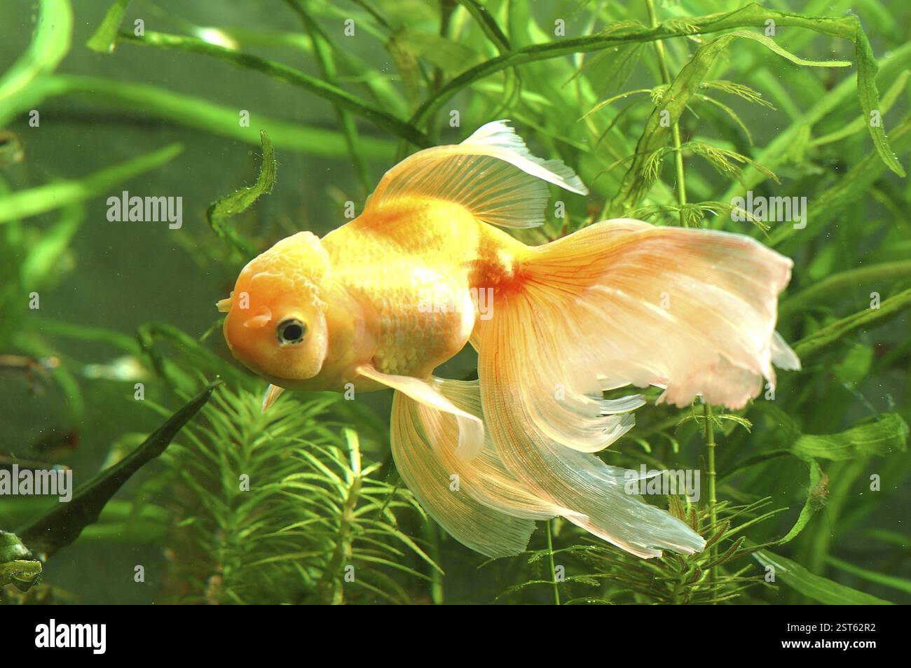 Fishes, Gold Fish (Chinese Oranda Hi Cap) Latin Name (Carassius Auratus ...