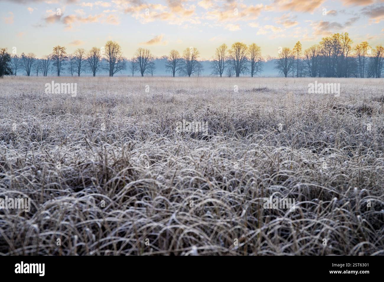 Winter landscape with frost at sunrise. Nature reserve with wild meadow ...