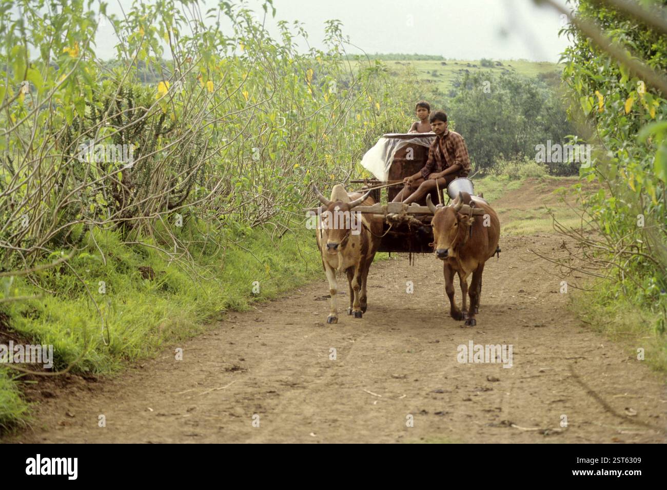 Man riding bullock cart, maharashtra, india Stock Photo - Alamy