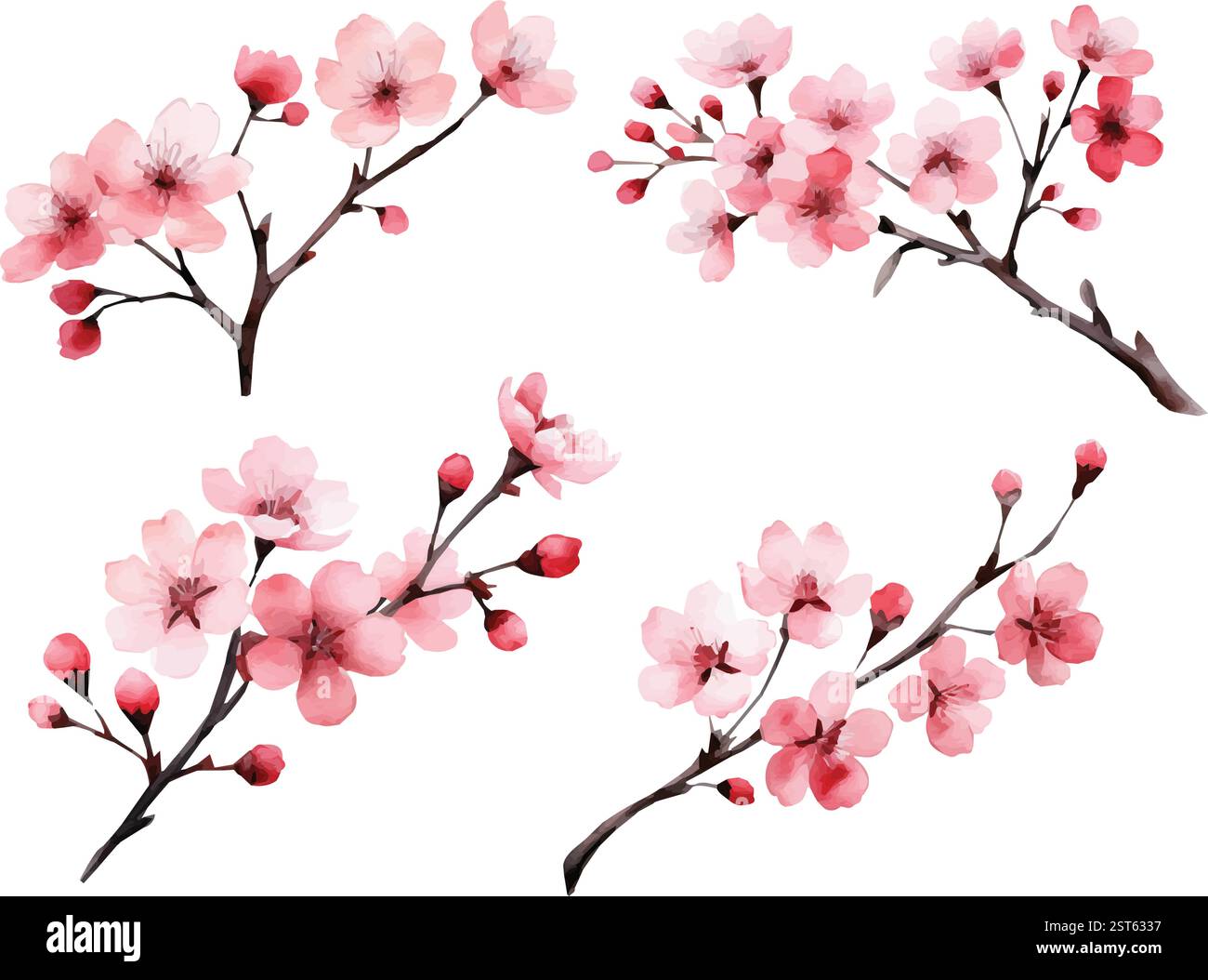 Elegant cherry blossom branches Stock Vector Images - Alamy