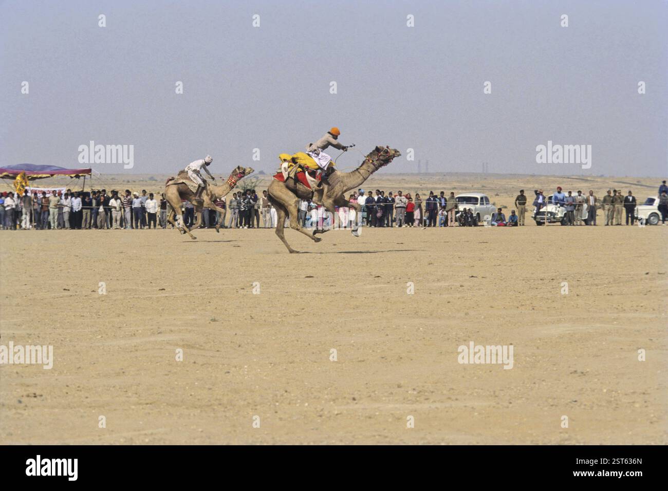 India camel race hi-res stock photography and images - Alamy