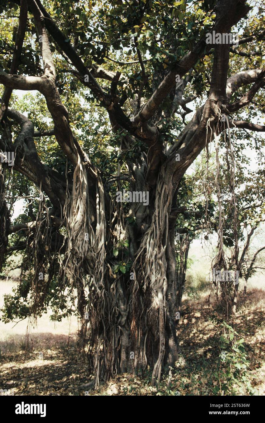 Banyan tree or ber Ficus bengalensis, Bhandhavgarh, Madhya Pradesh ...
