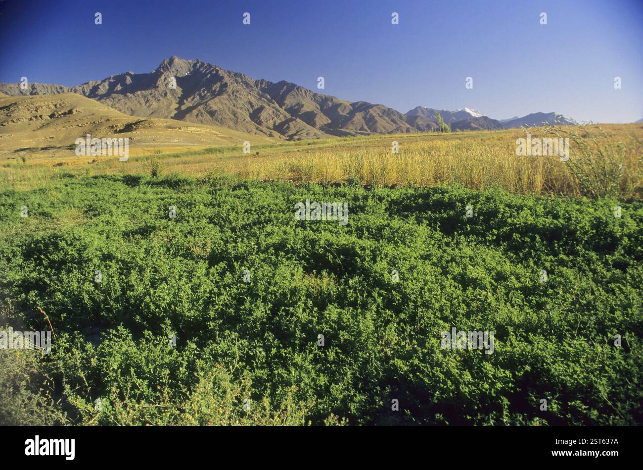Suru Valley landscape Kargil Jammu and Kashmir India Stock Photo - Alamy