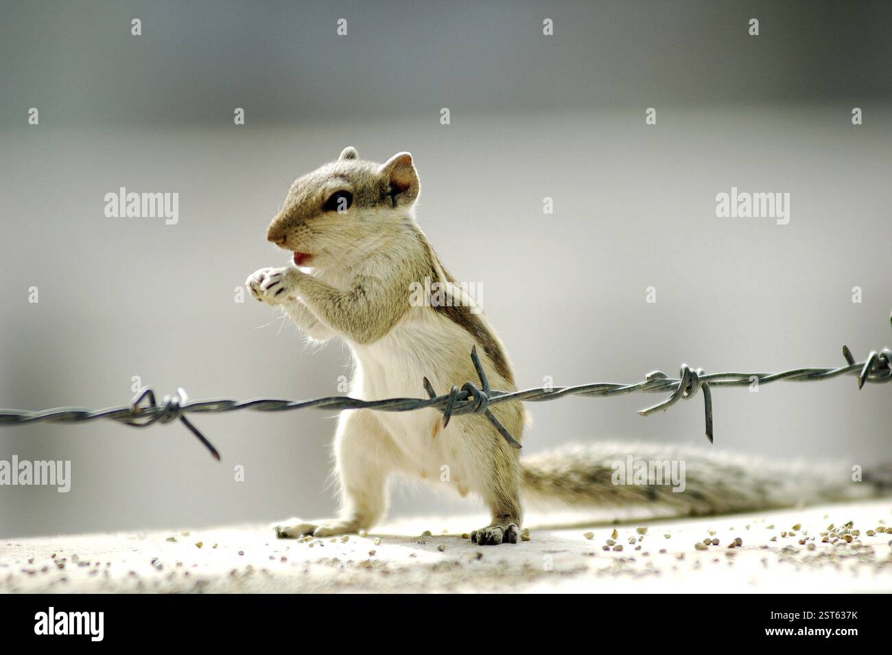 Squirrel standing (five palm Squirrel Funambulus pennanti Stock Photo ...
