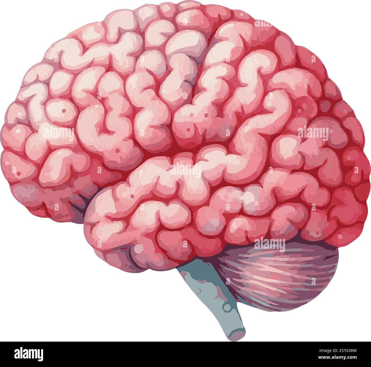 Watercolor Vector Illustration of a human brain Stock Vector Image ...