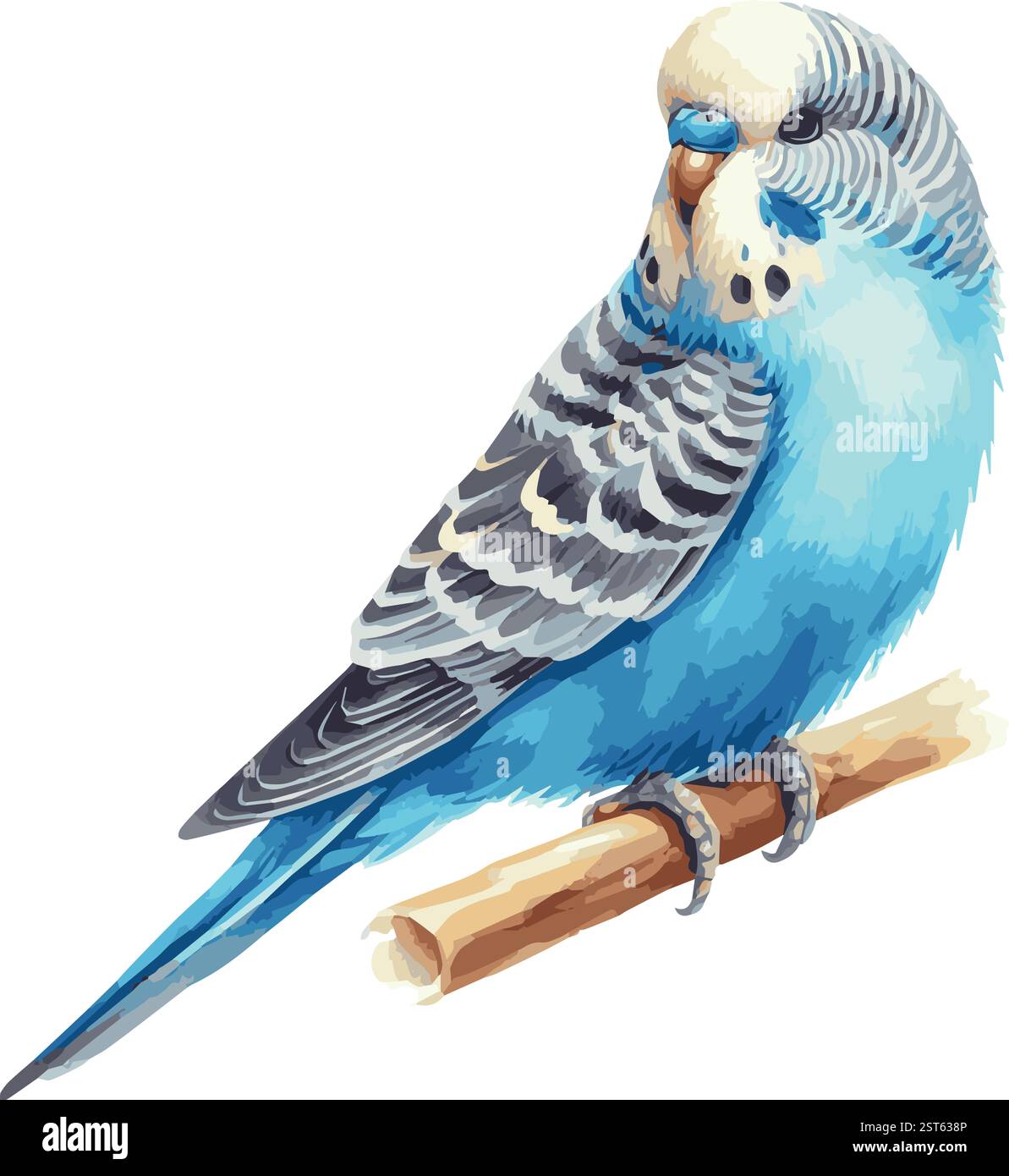Cute watercolor vector illustration of a blue budgie Stock Vector Image ...