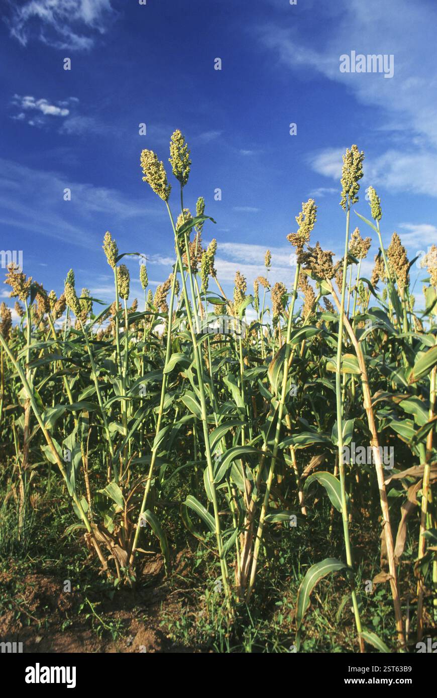 Pearl Millet Crops Stock Photo - Alamy