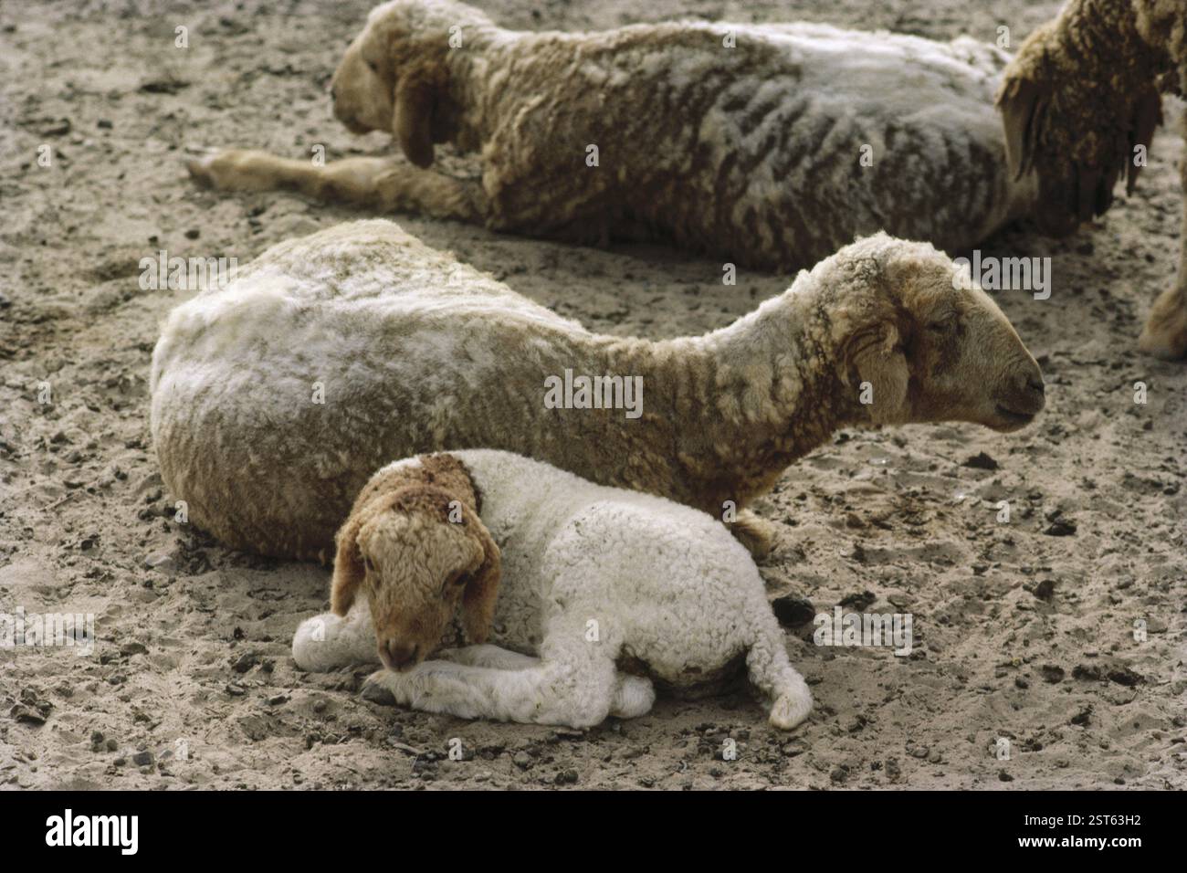Asiatic sheep hi-res stock photography and images - Alamy