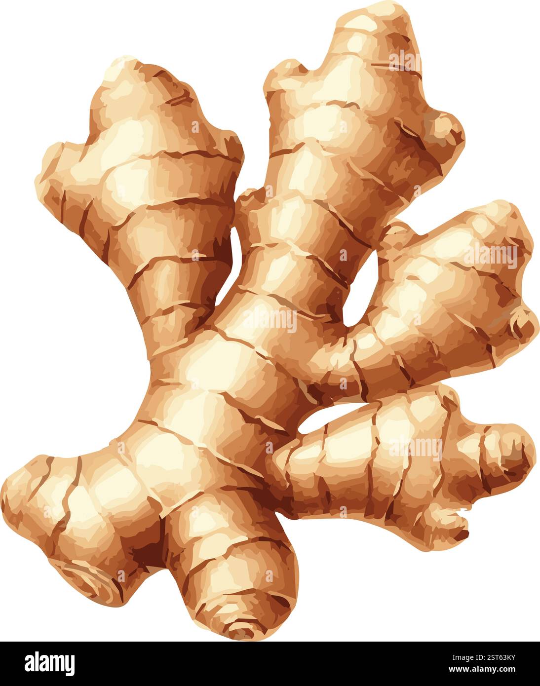 Watercolor Vector Illustration of a piece of ginger Stock Vector Image ...