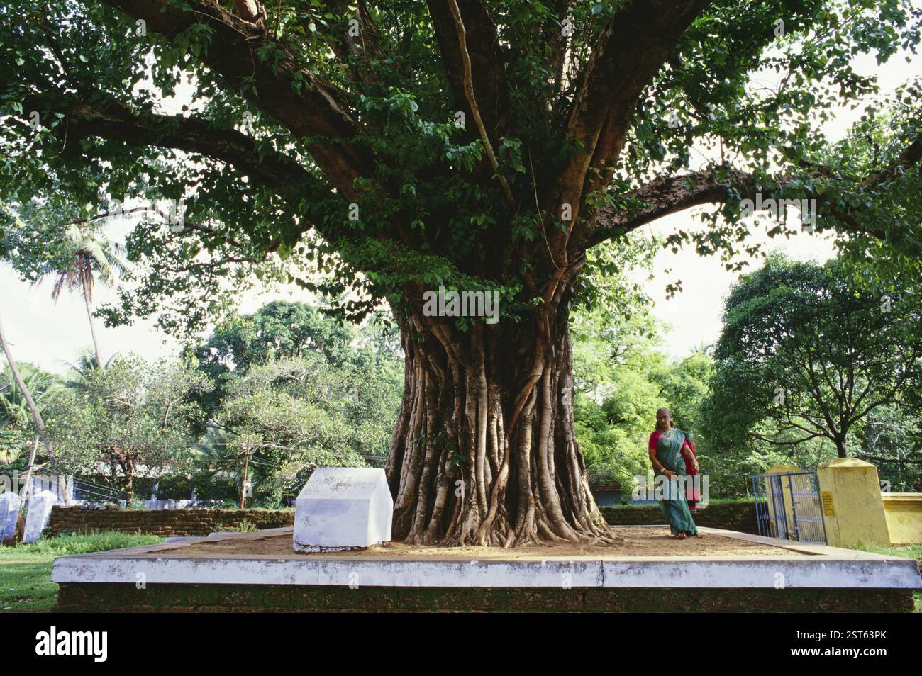 Single tree temple hi-res stock photography and images - Alamy