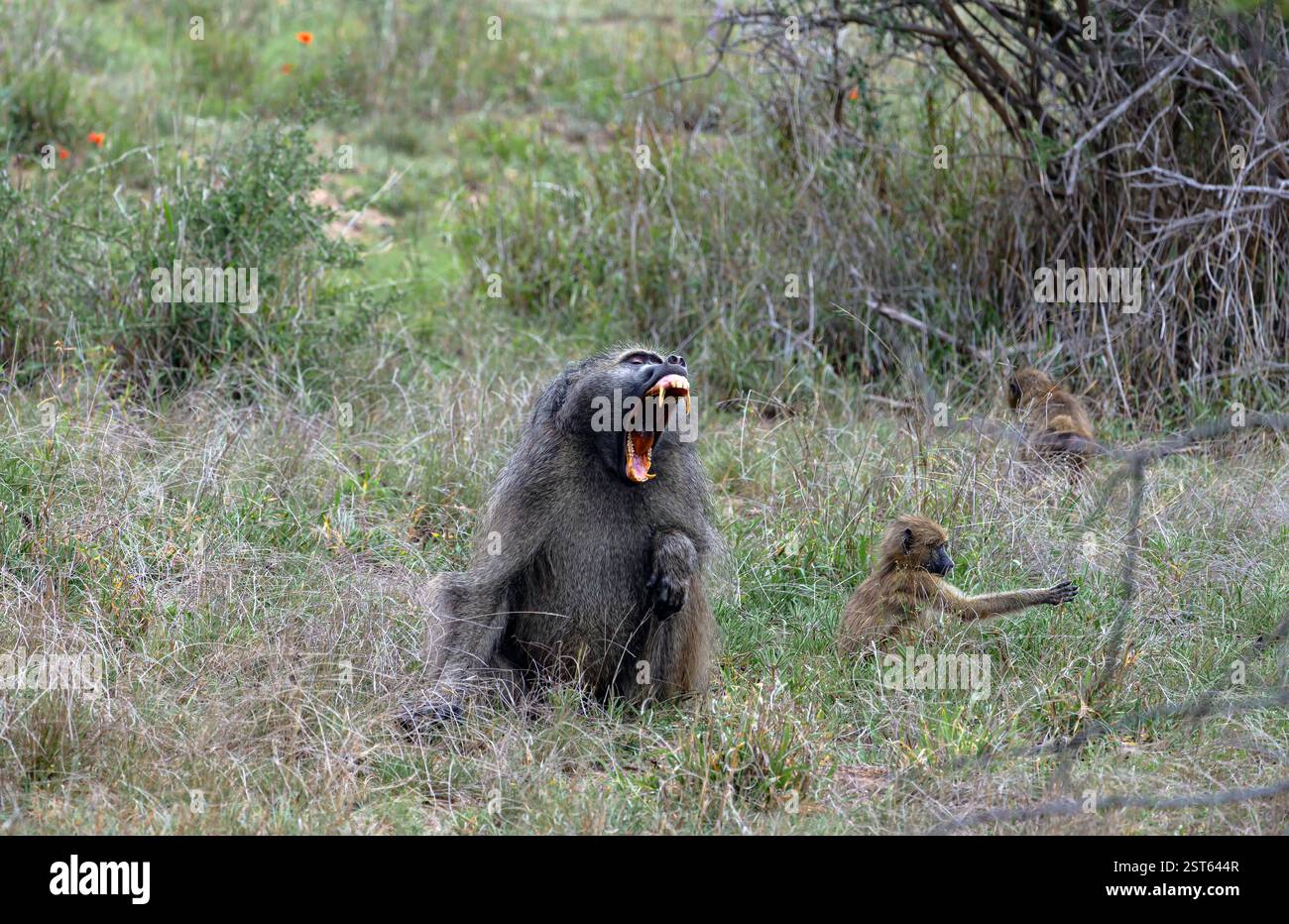 dangerous monkey protects its offspring with a scream, danger of bite ...