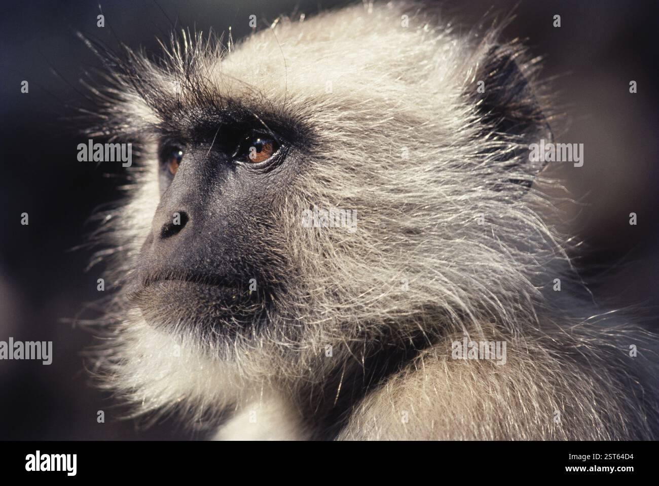 Monkey Common Langurs (Presbytis entellus Stock Photo - Alamy
