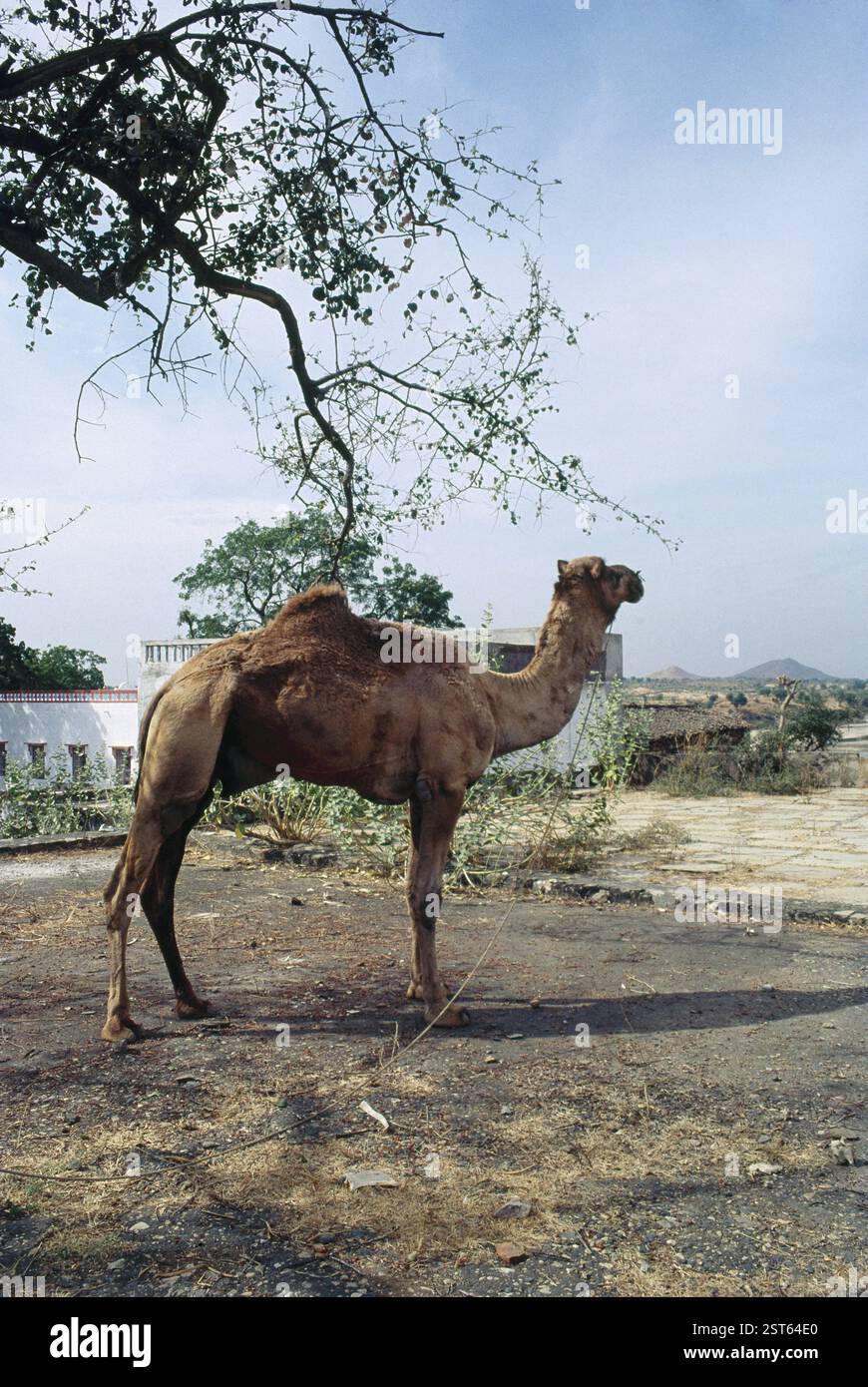 Camel, India, Asia Stock Photo - Alamy