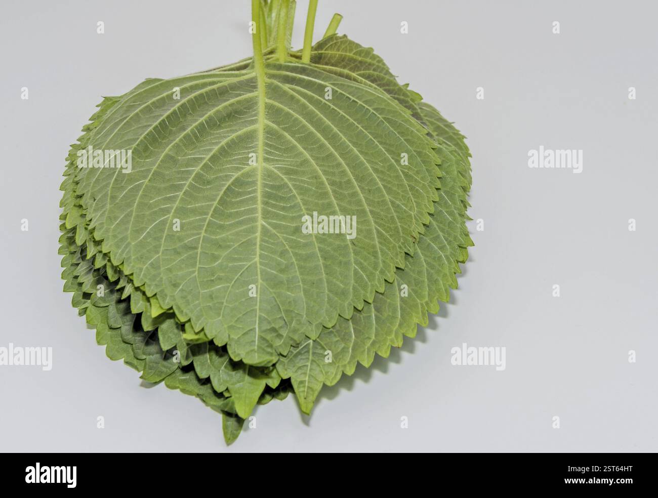 Bunch of green sesame leaves with stems displayed on a white surface ...