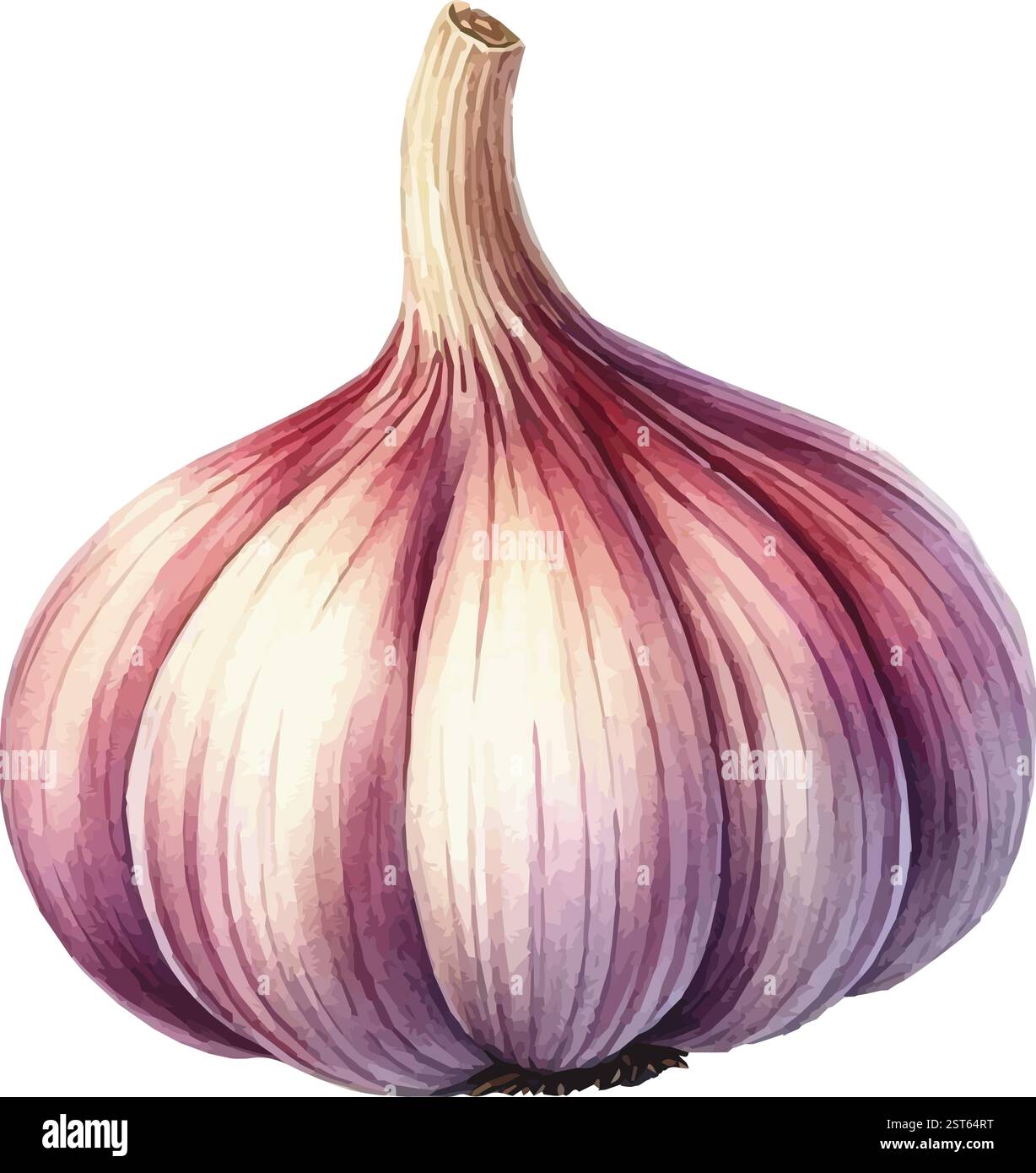 Garlic dried Stock Vector Images - Alamy