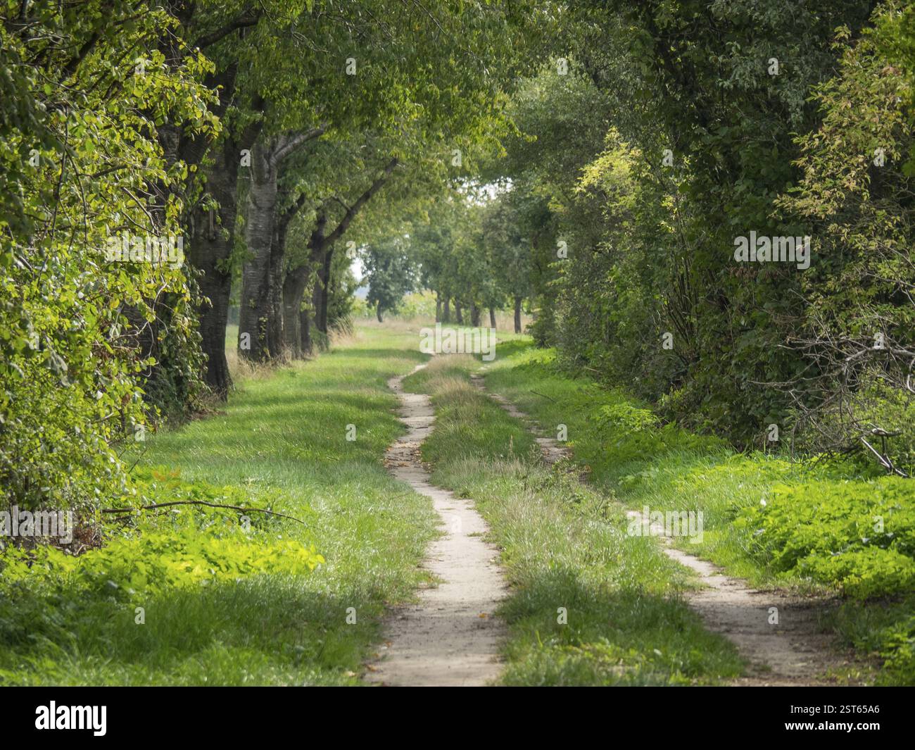 Natural path through a green, tree-lined area, billerbeck, westphalia ...