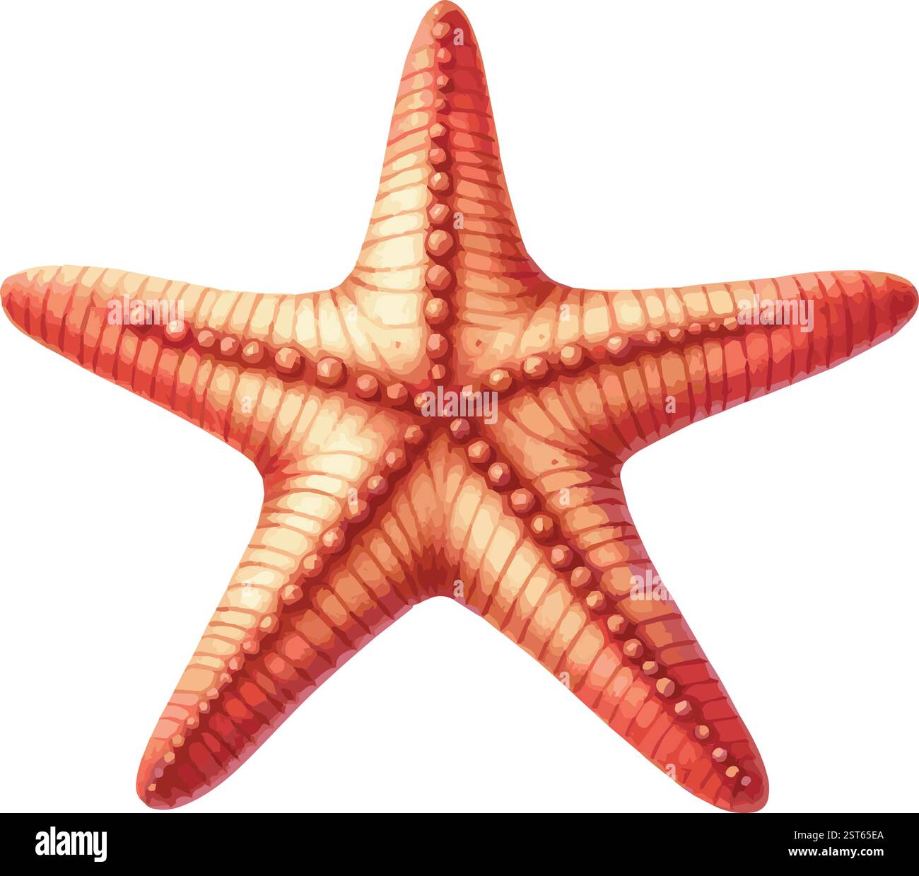 Watercolor Vector Illustration of a red starfish Stock Vector Image ...