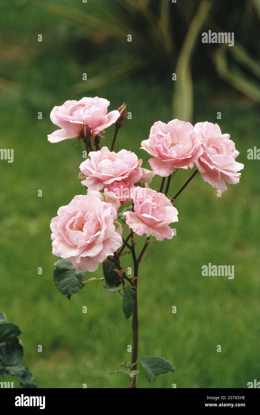 Pink roses growing Stock Photo - Alamy
