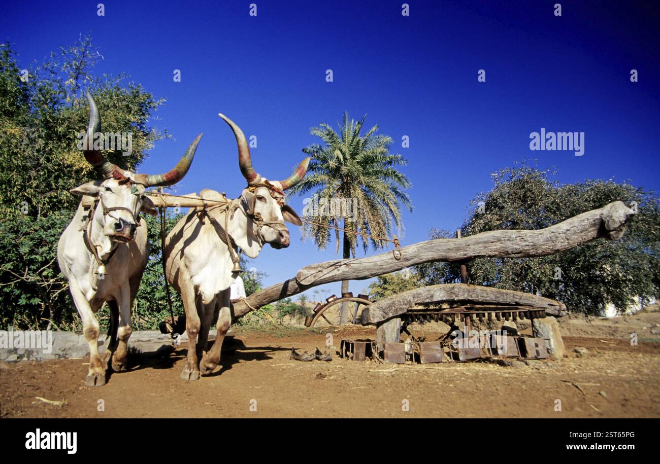 Water wells animals in hi-res stock photography and images - Alamy