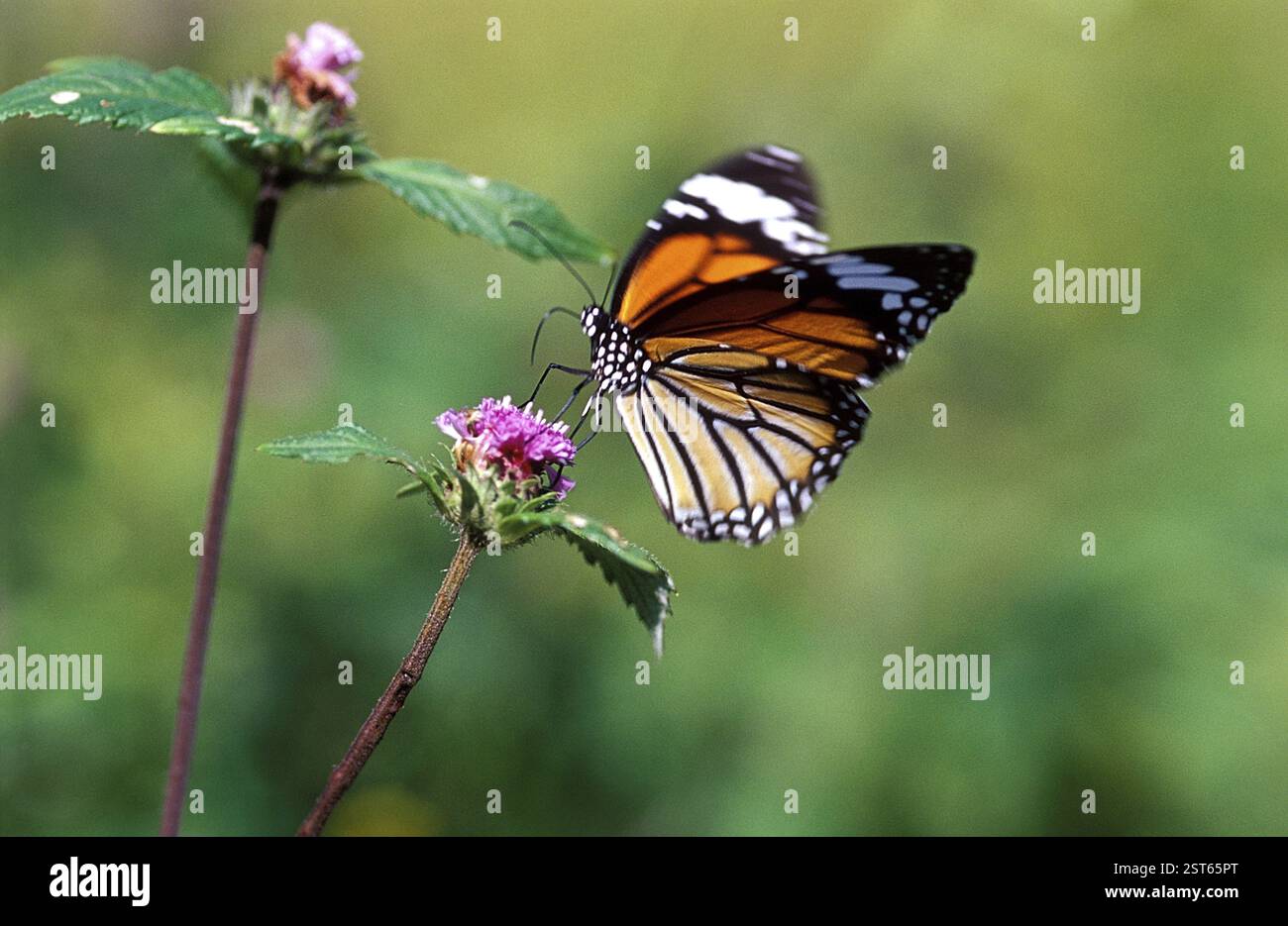 Insects, Butterfly Plain Tiger, Yewoor, Thane, Maharashtra, India, Asia ...
