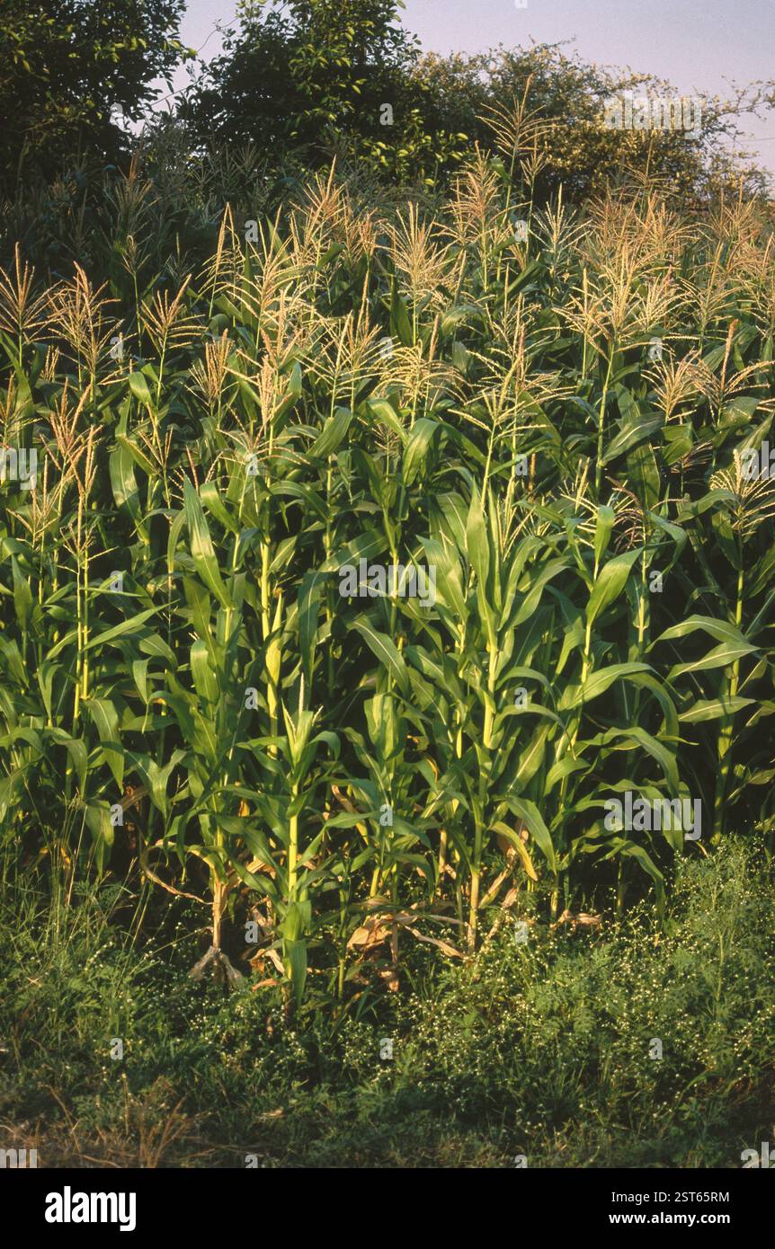 Vegetable, Corn maize Makki Makai growing in fields at talegaon ...