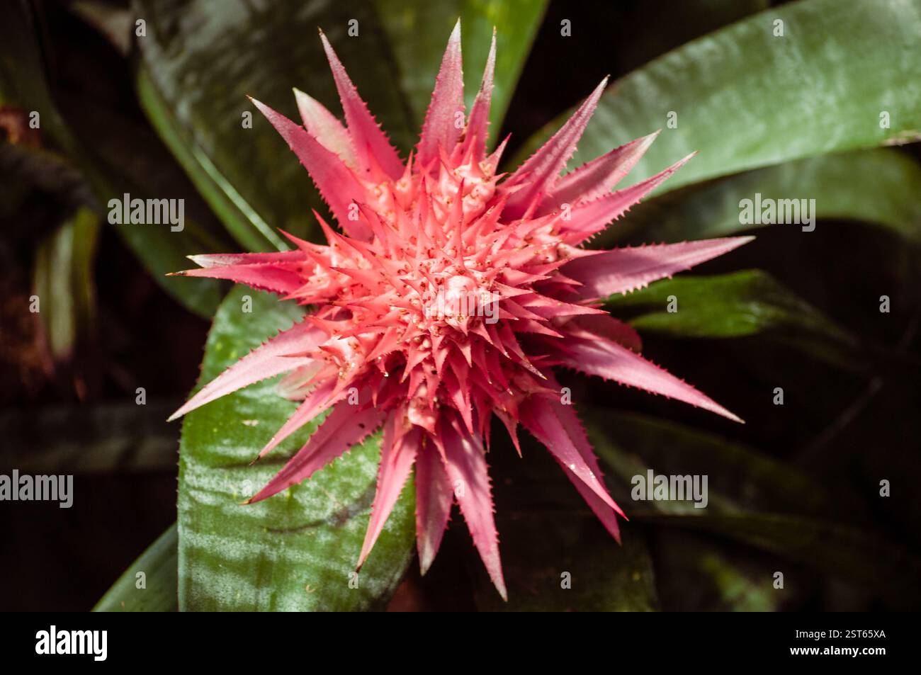 A close-up of the striking pink Aechmea fasciata bromeliad flower ...