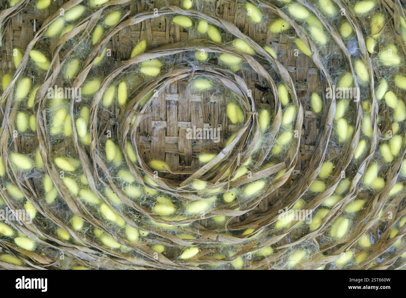 Empty cocoons hi-res stock photography and images - Alamy