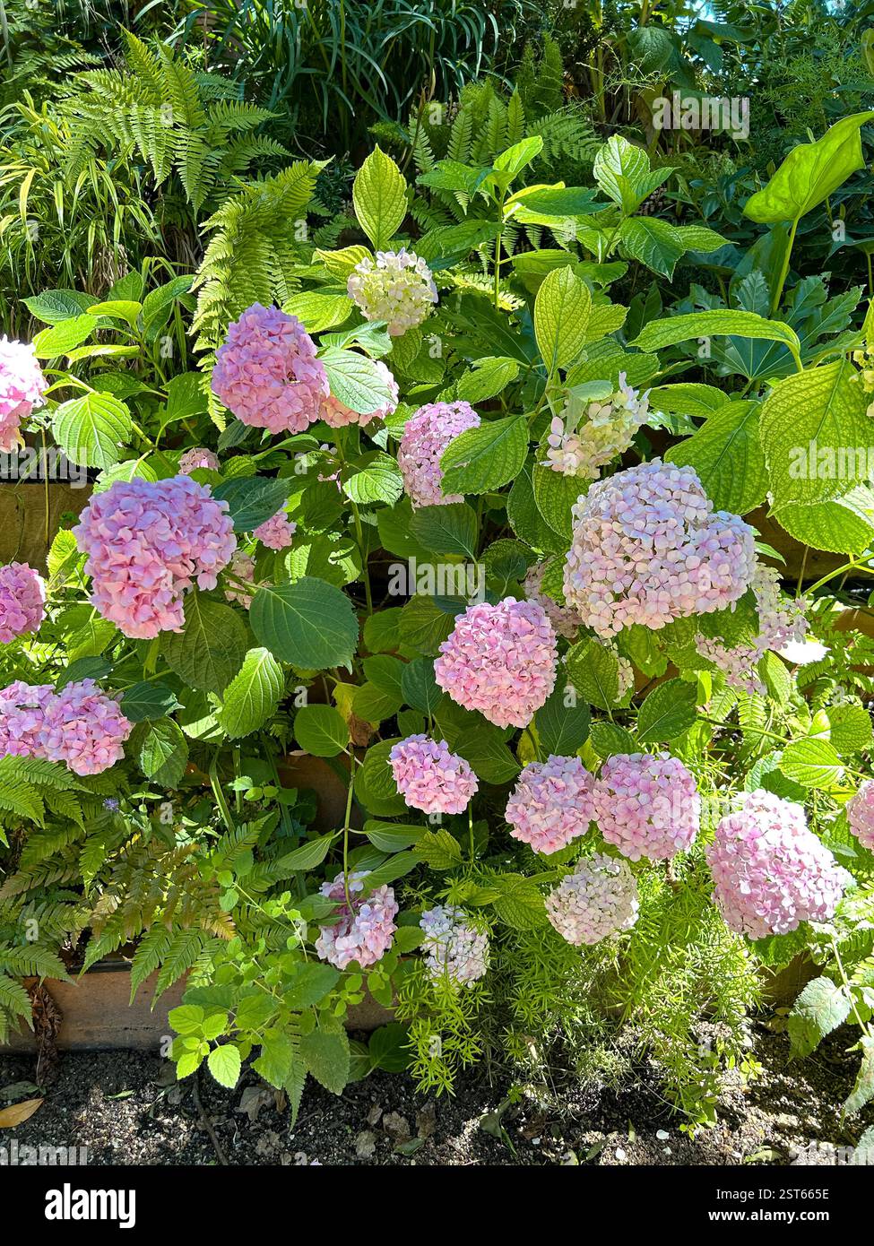 This photograph showcases a vibrant cluster of pink hydrangea flowers ...