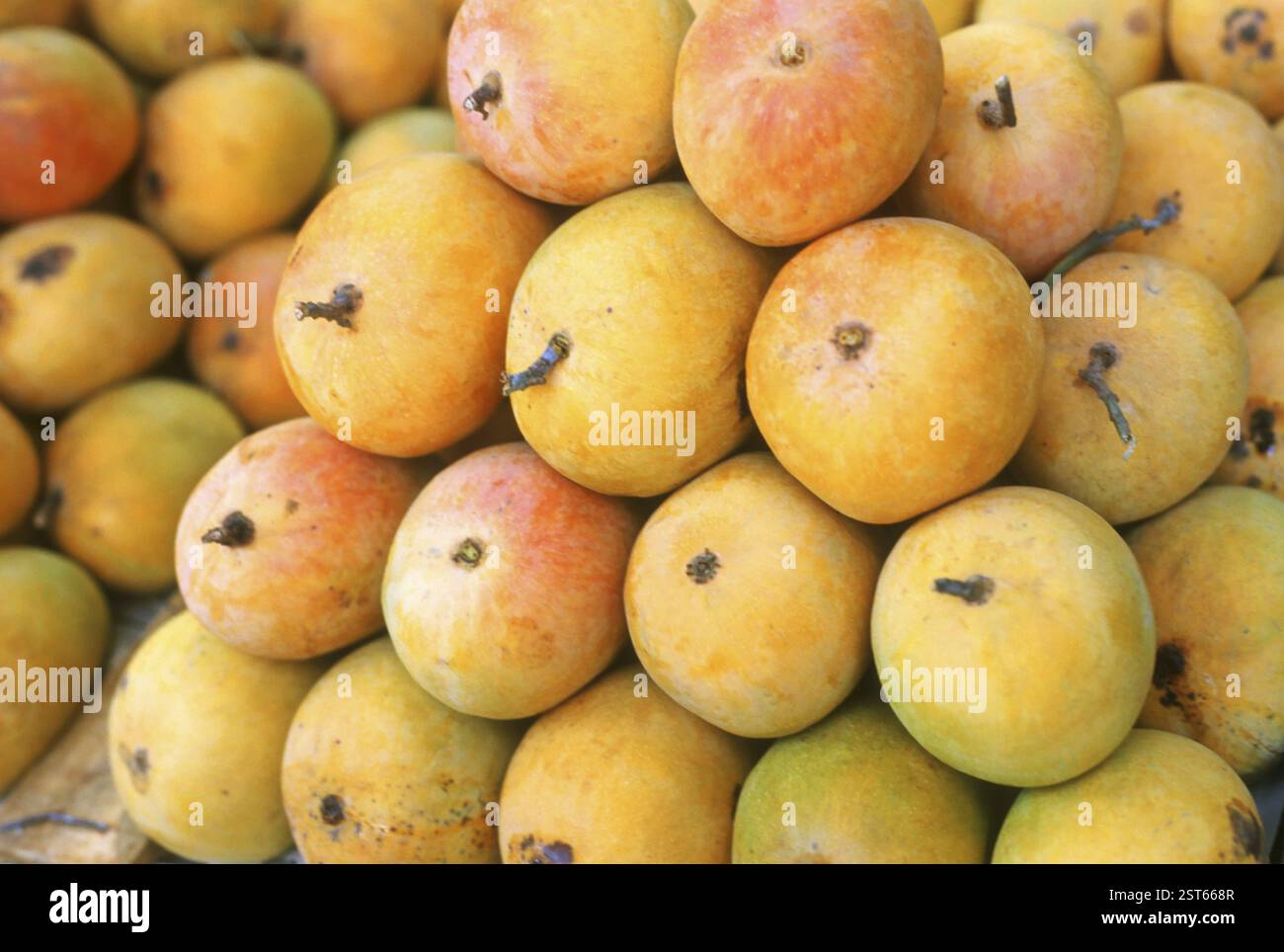 Fruits, alphonso, mangoes Stock Photo - Alamy