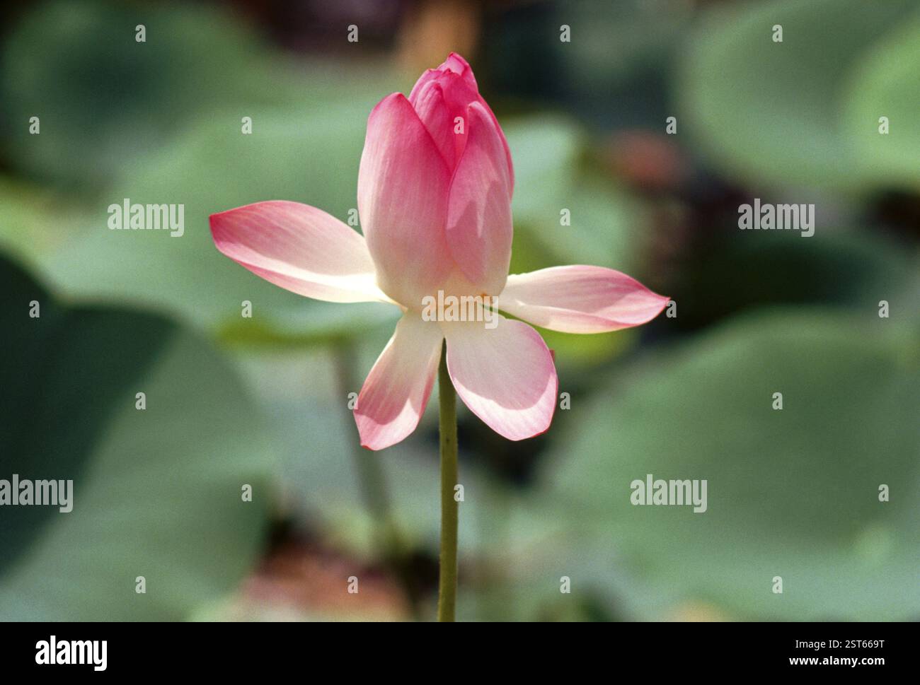 Lotus in pond Nelumbo nucifera Stock Photo - Alamy