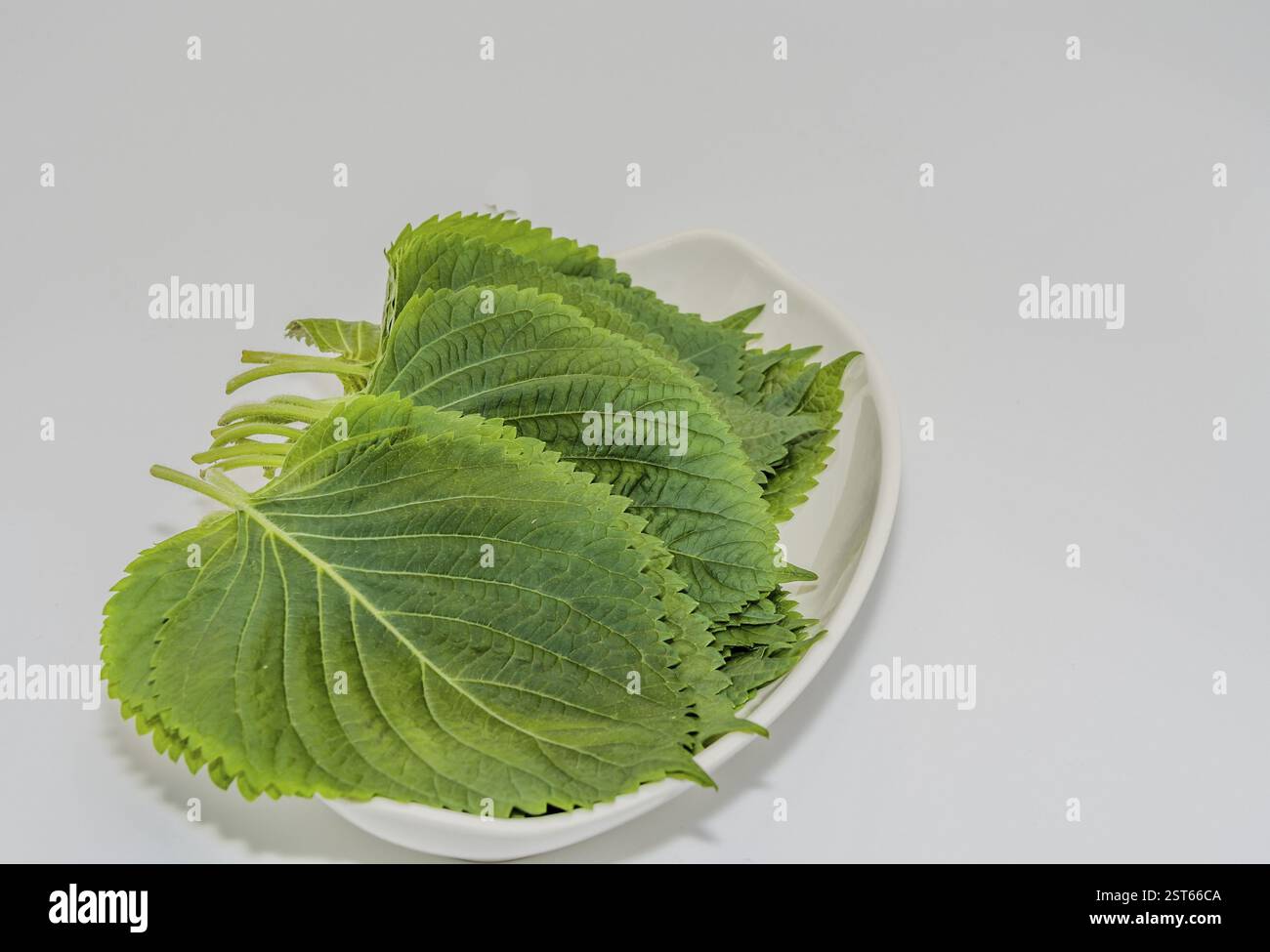 A top-down view of fresh green sesame leaves on a plate against a ...