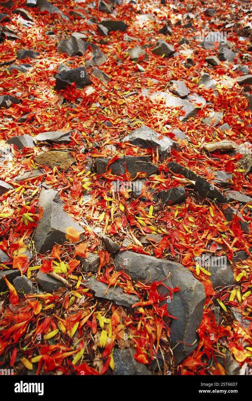 Gul Mohur flowers Delonix regia, mumbai bombay, maharashtra, india ...