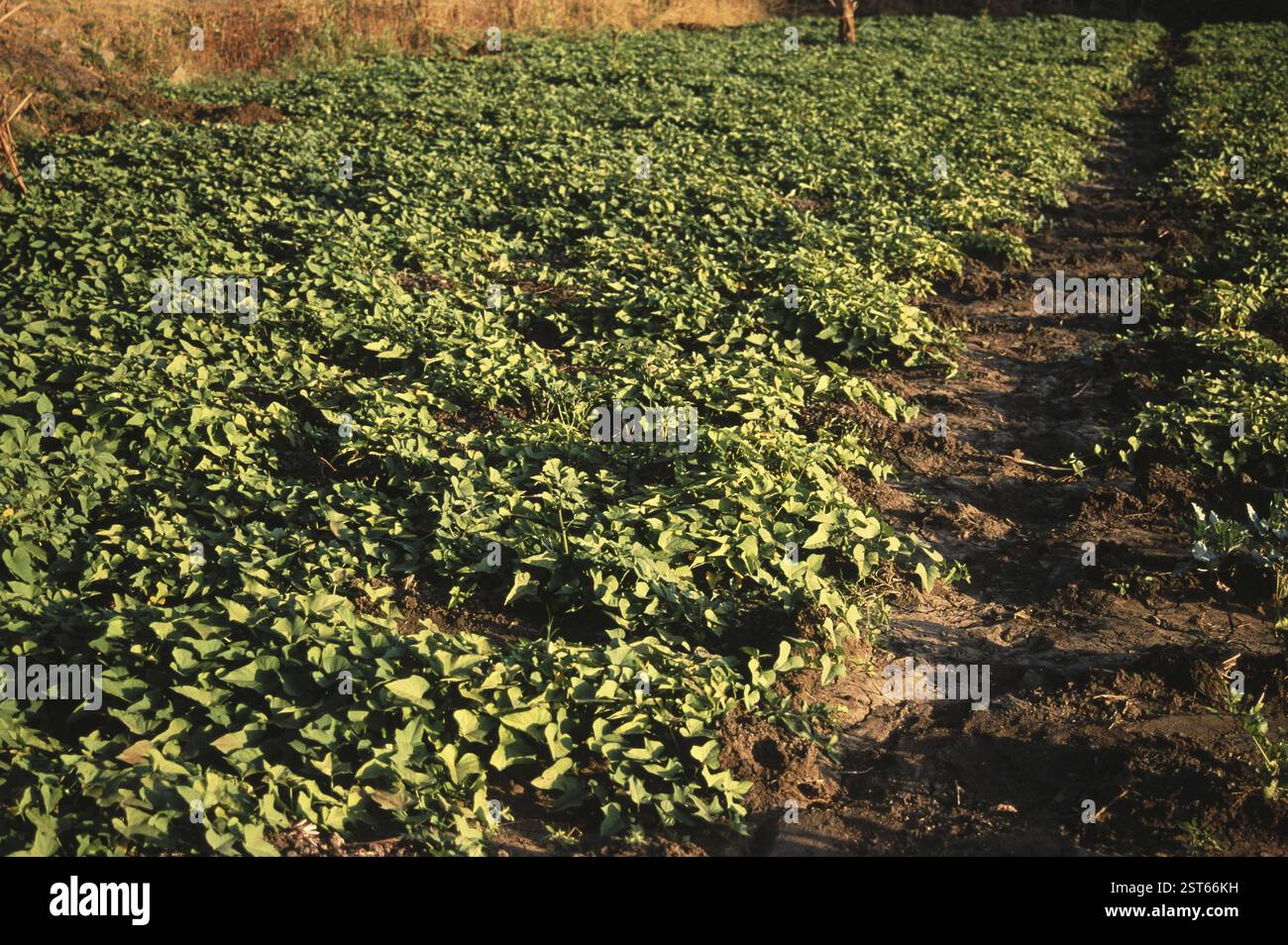 Vegetable, sweet potato crops, bordi, maharashtra, india Stock Photo ...