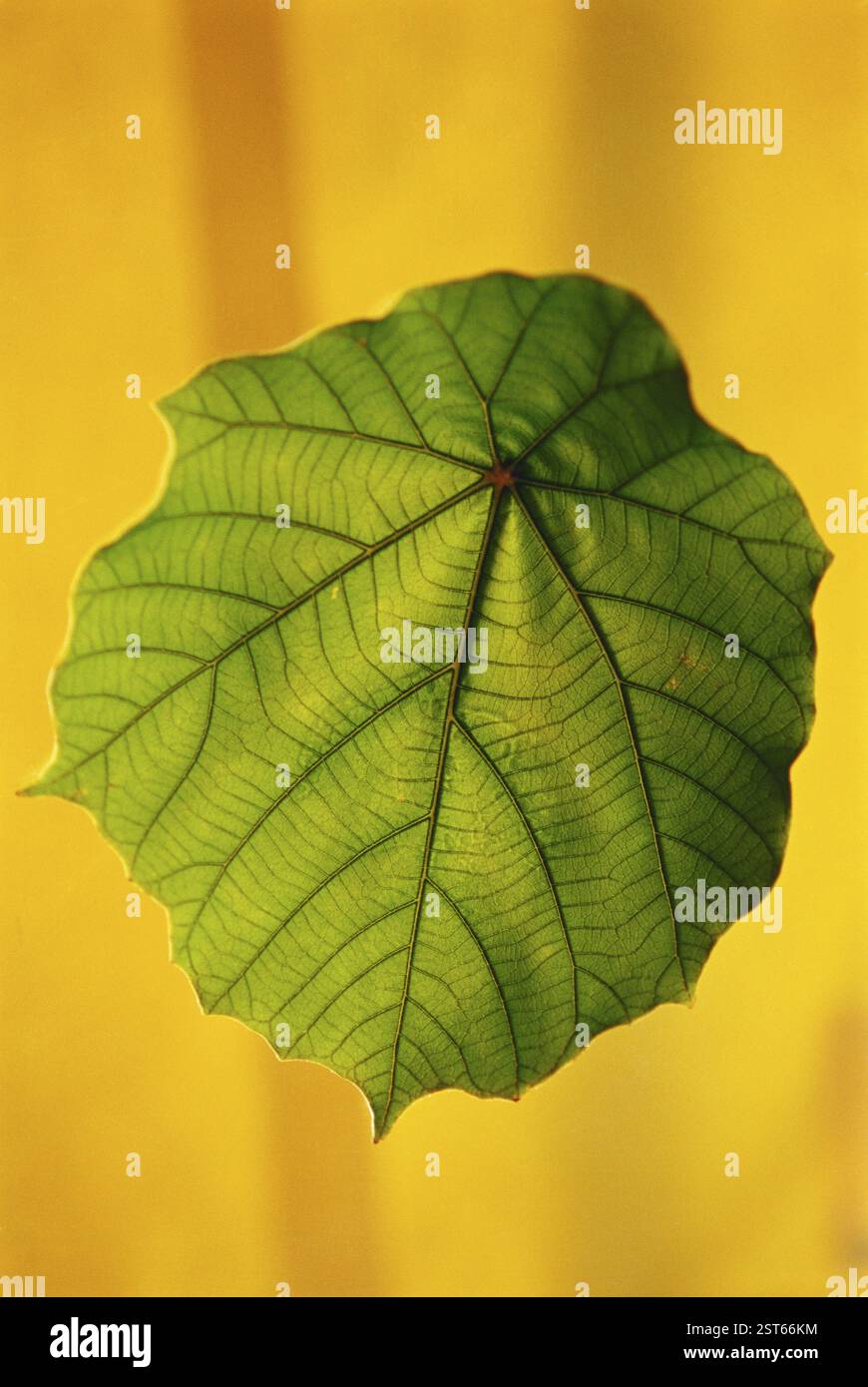 Light colored leaf patterns hi-res stock photography and images - Alamy