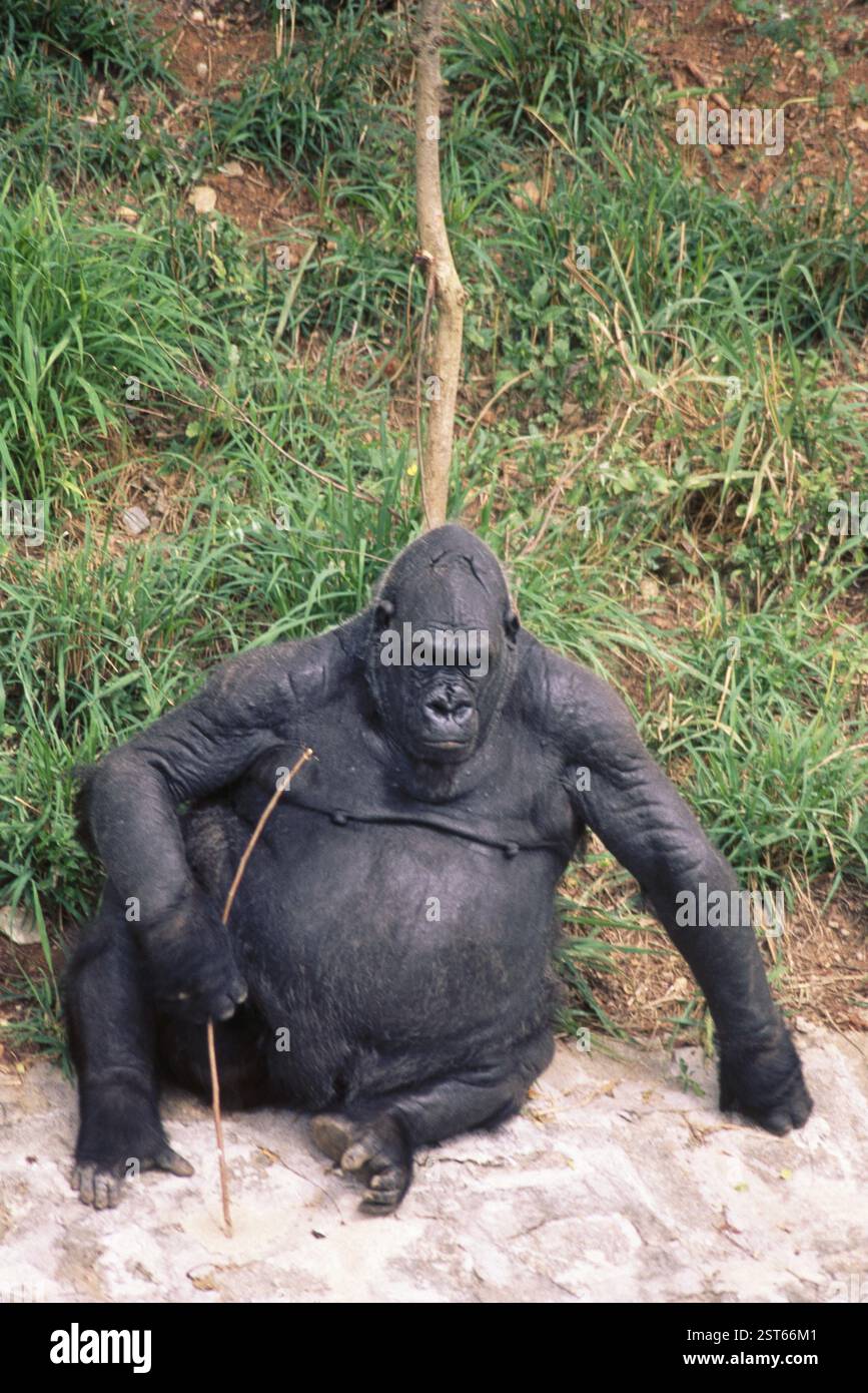 Gorillas (Gorilla gorilla), Mysore Zoo, Karnataka, india Stock Photo ...