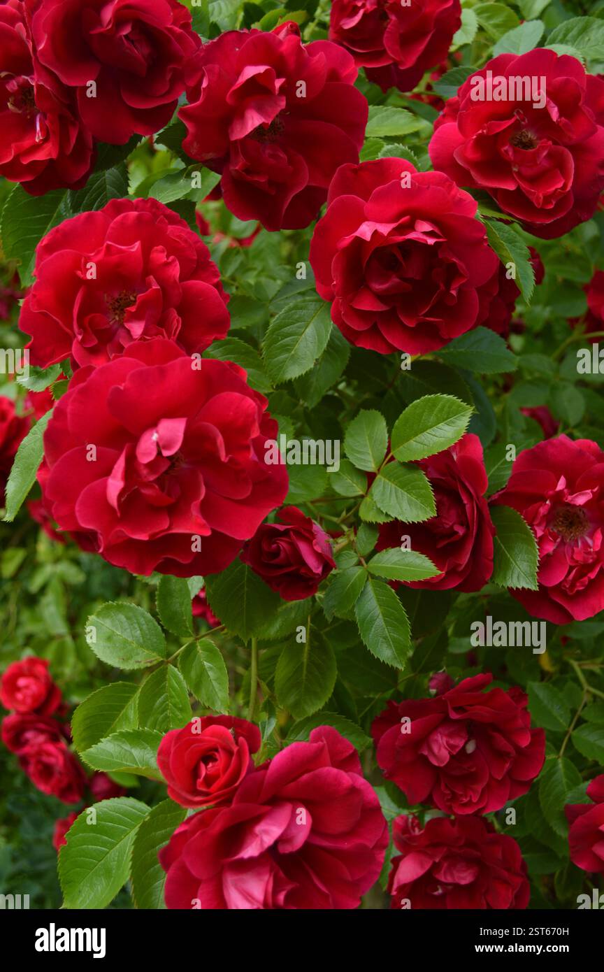 Lush dark red roses bloom amidst vibrant green foliage, creating a stunning floral display in ...