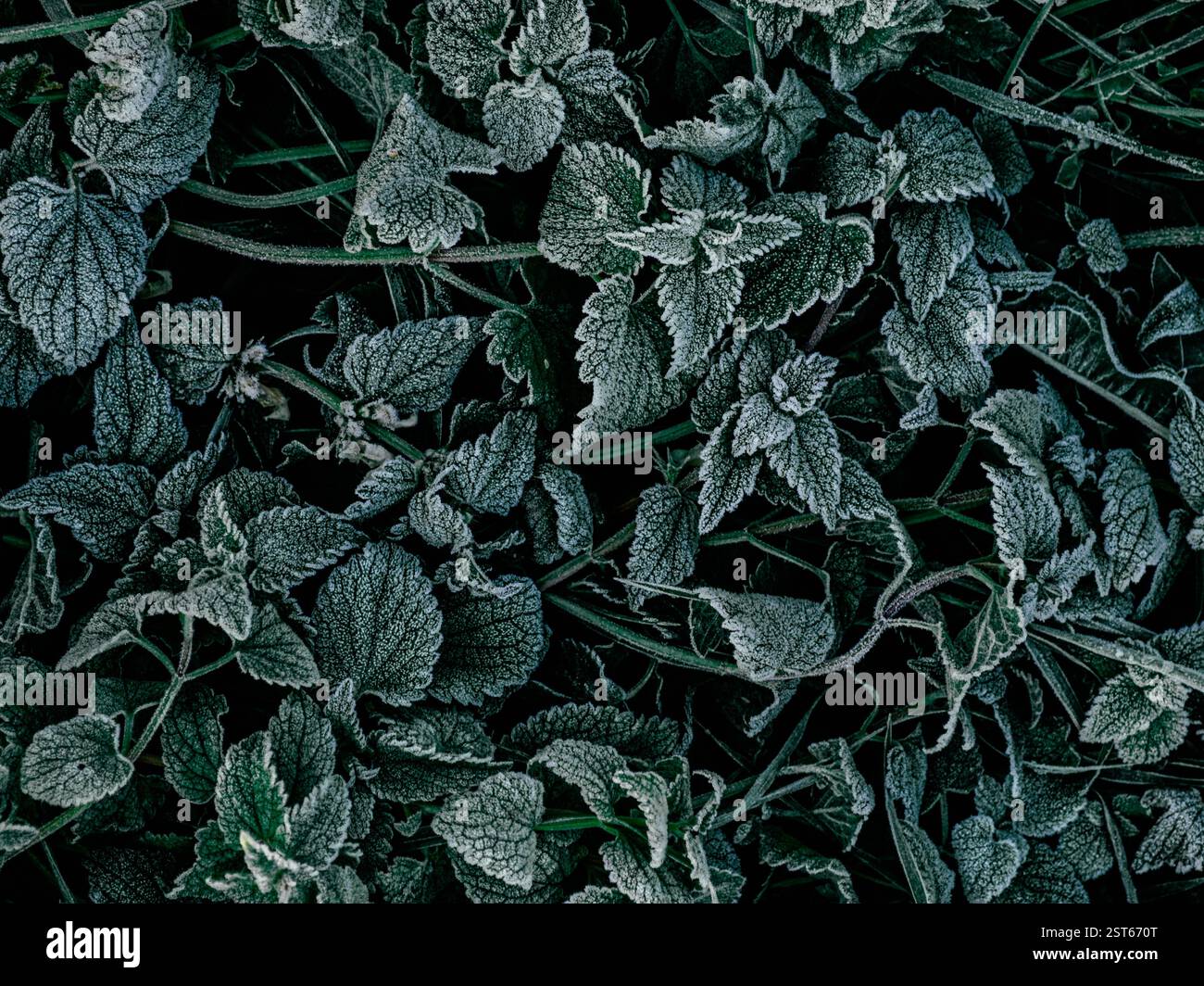 A top-down view shows nettle plants and green grass covered in frost in ...