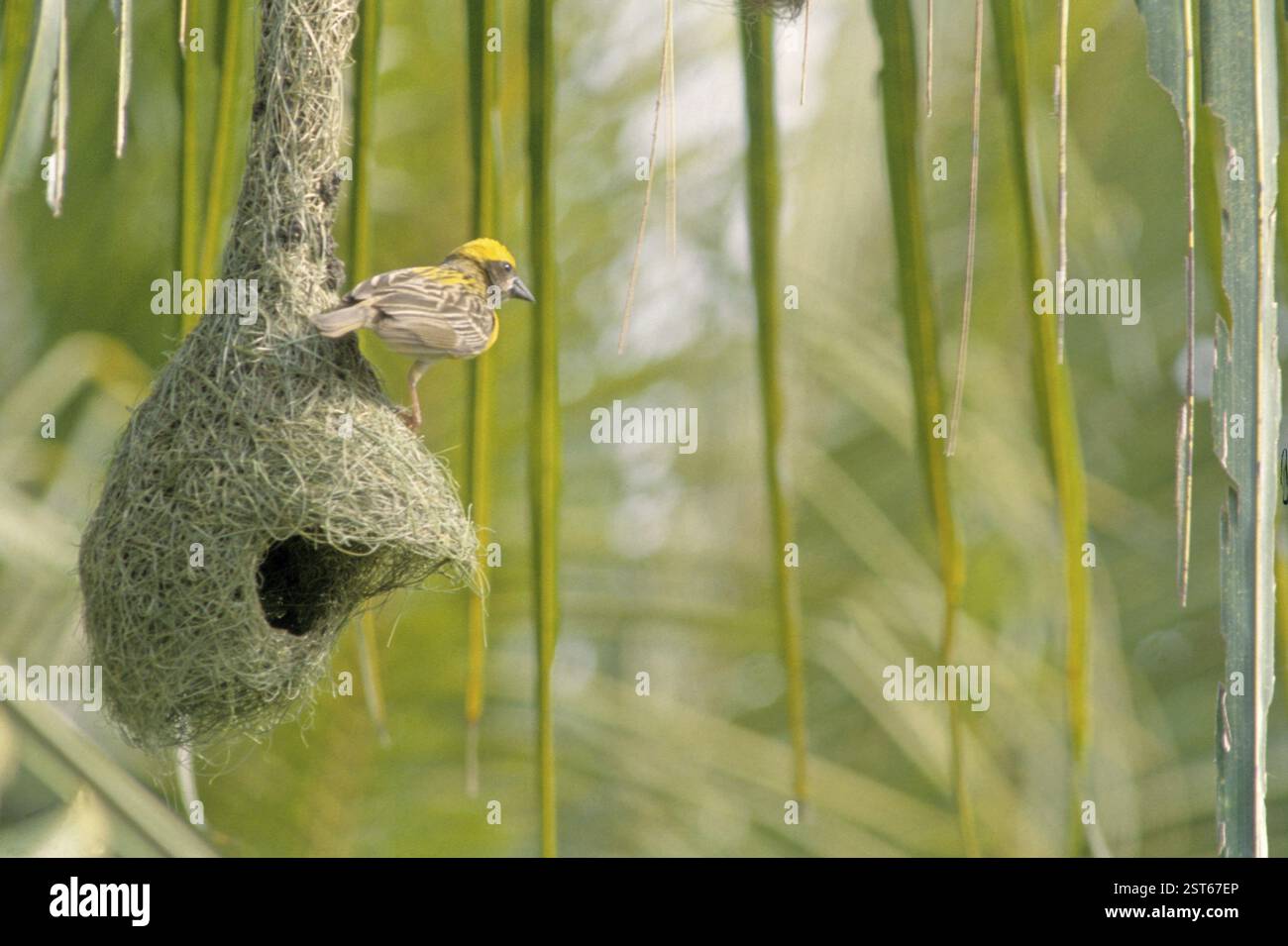 Birds, baya weaver and nest (ploceus philippinus Stock Photo - Alamy