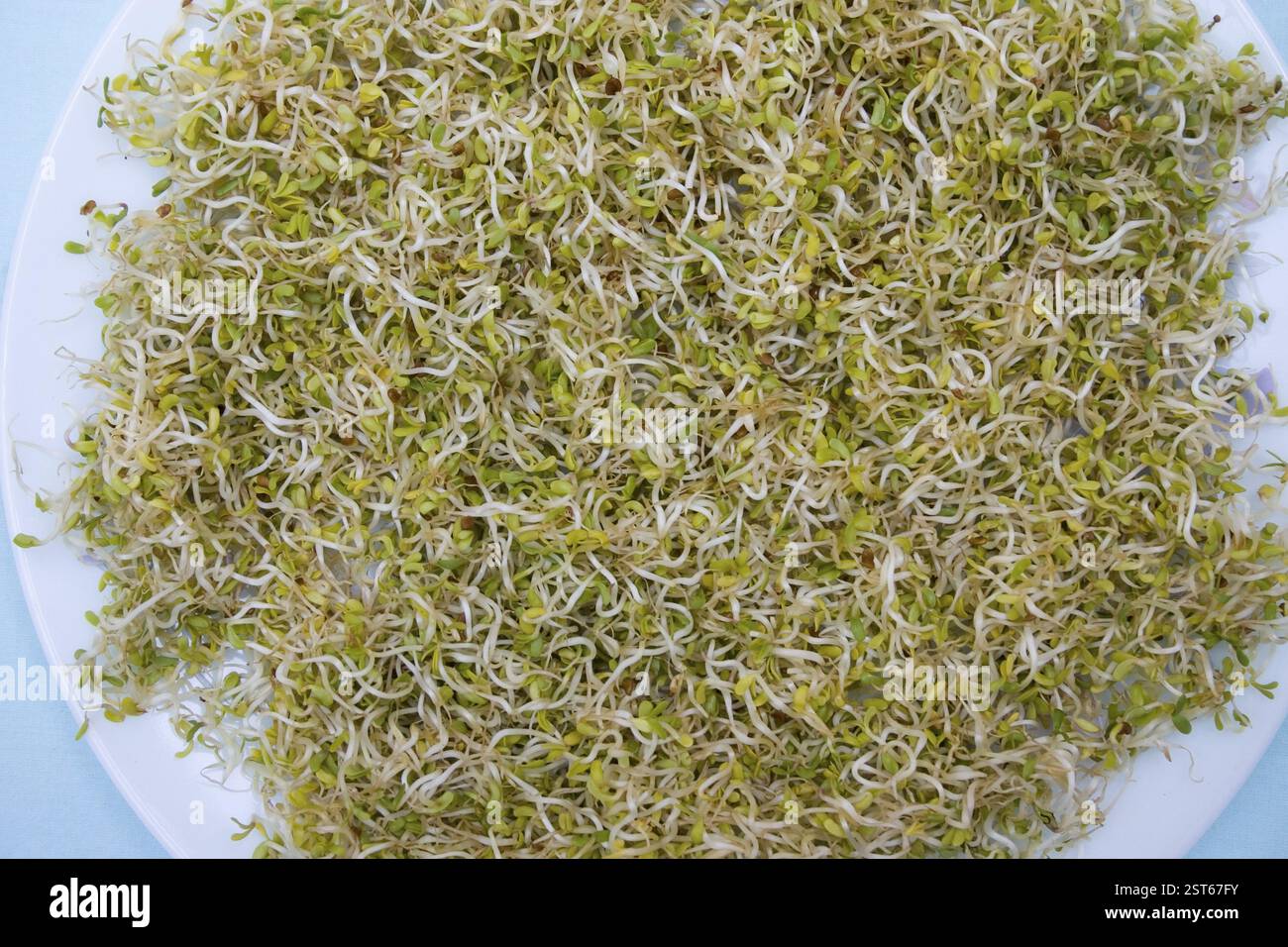 Alfa alfa sprout, Ghoraghas, Rajka, Natural Health food, Minerals like ...