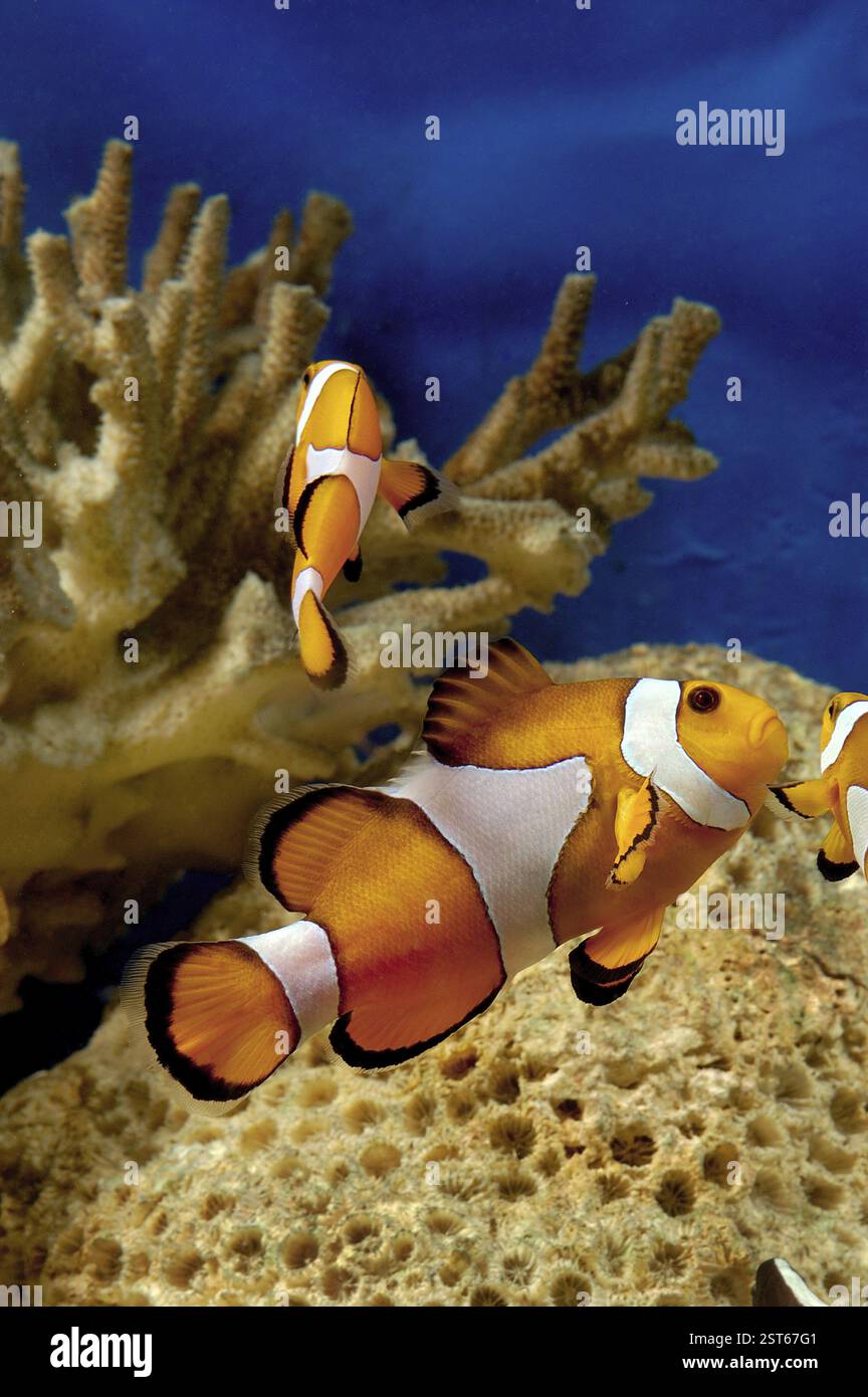 Happy anemonefish hi-res stock photography and images - Alamy