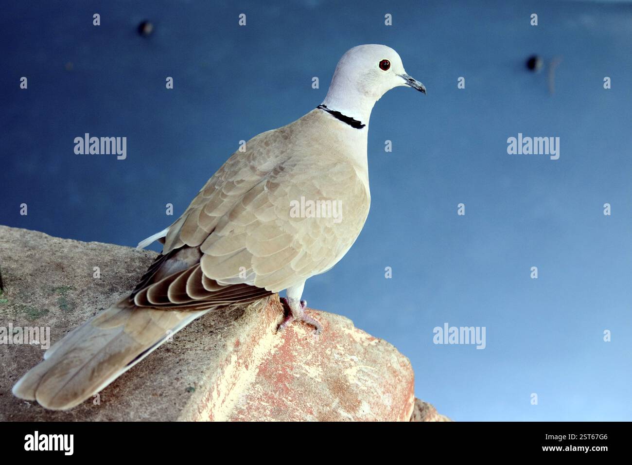 Birds, Pigeon in the city Jaipur, Rajasthan, India, Asia Stock Photo ...