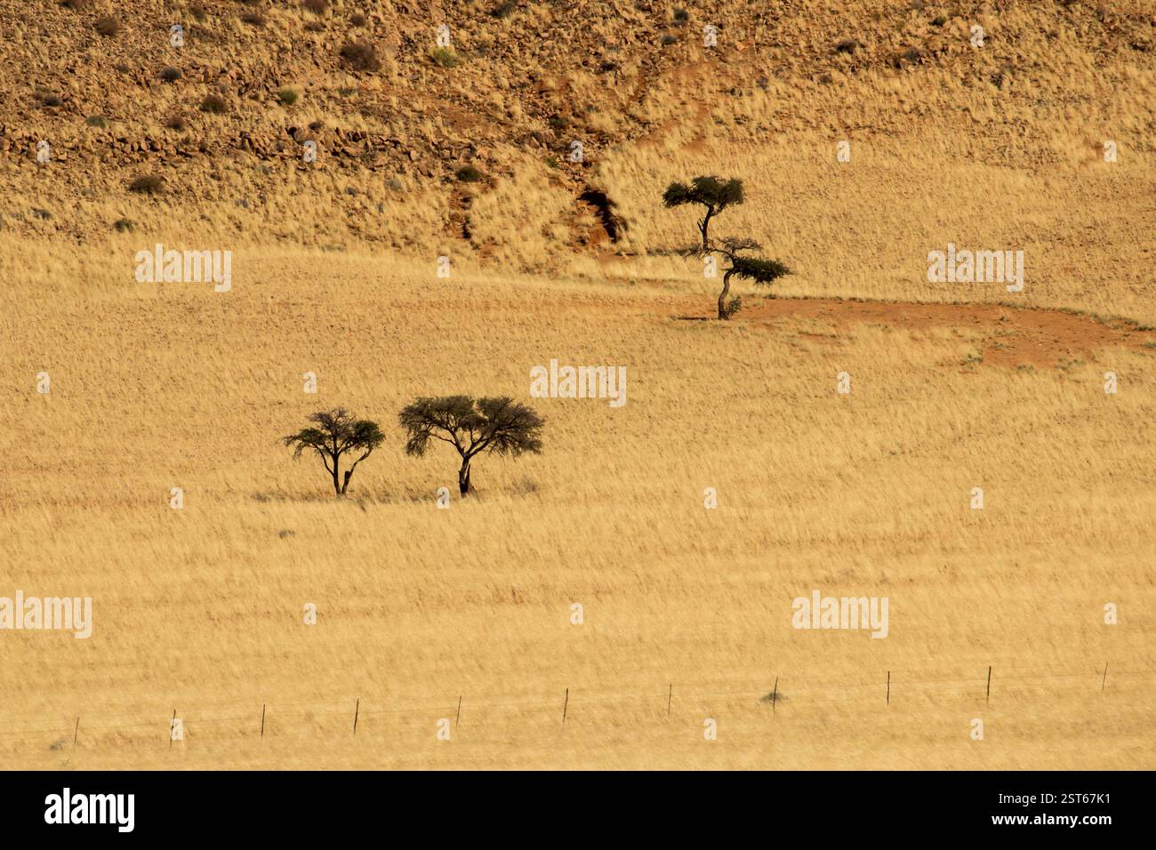 A few isolated acacia trees among the dry grassland of the Namib Karoo ...
